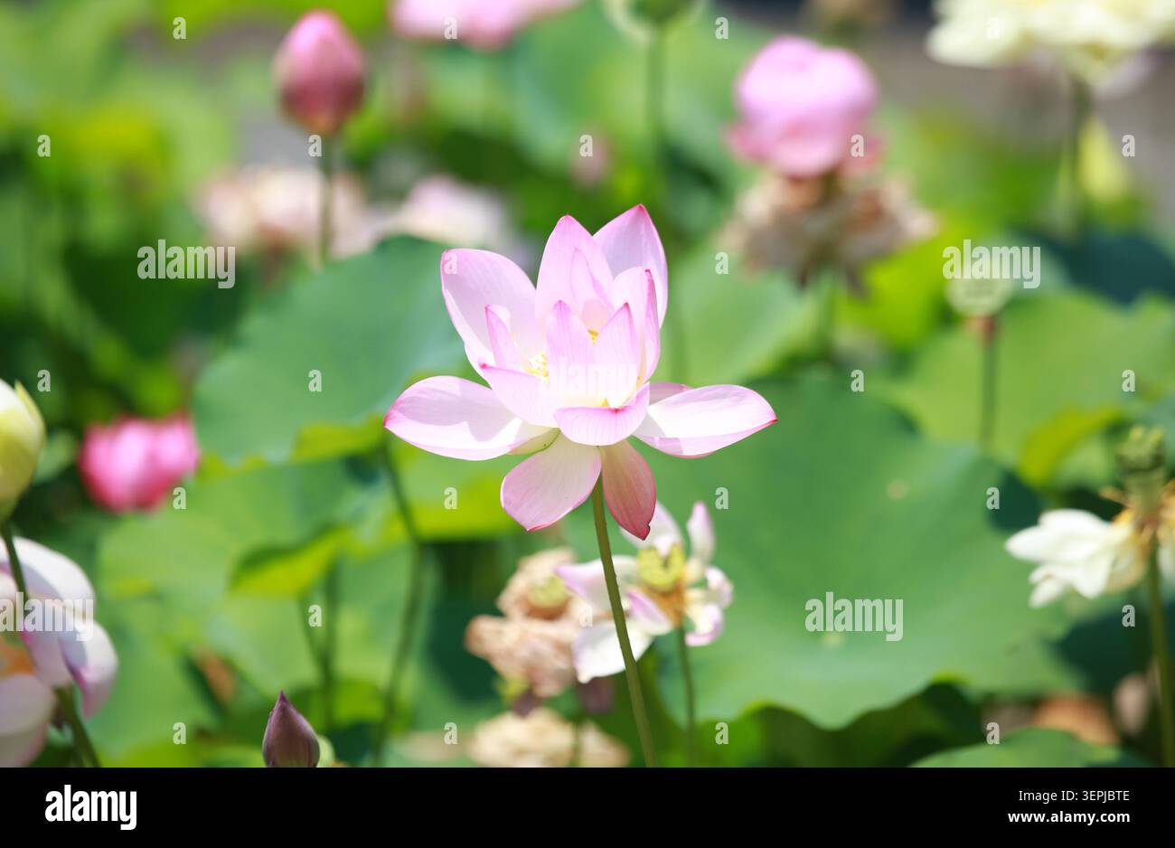 Lotus flowers bloom at Jianchu Temple in Nanjing, east China's Jiangsu ...