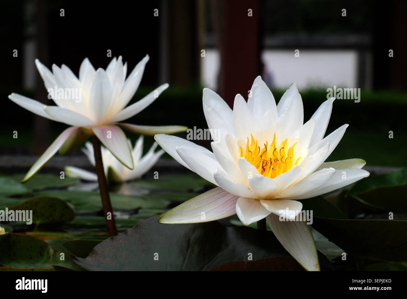 Lotus flowers bloom at Huilong Temple in Shenyang, northeast China's ...