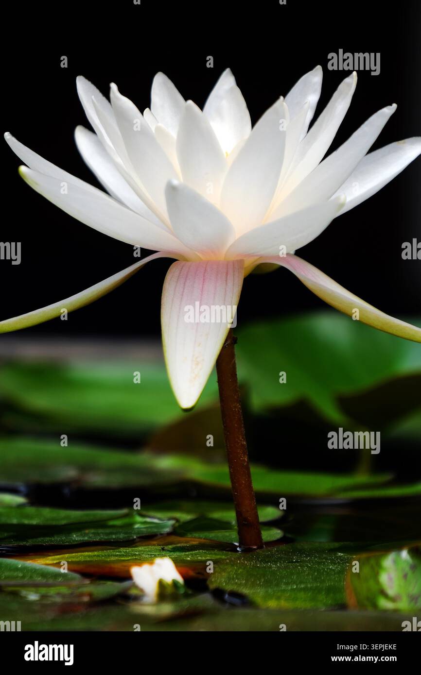 Lotus flowers bloom at Huilong Temple in Shenyang, northeast China's ...