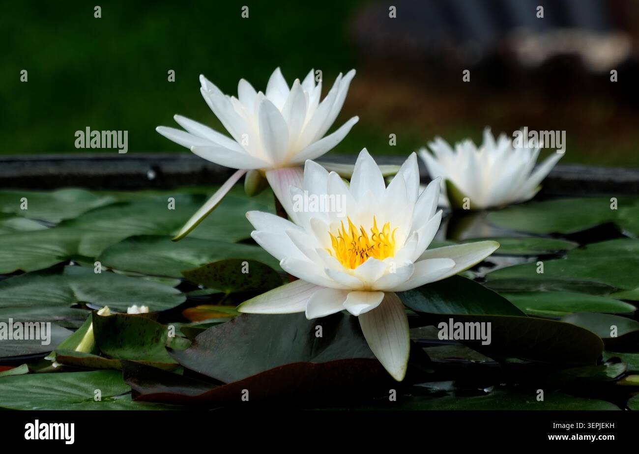 Lotus flowers bloom at Huilong Temple in Shenyang, northeast China's ...