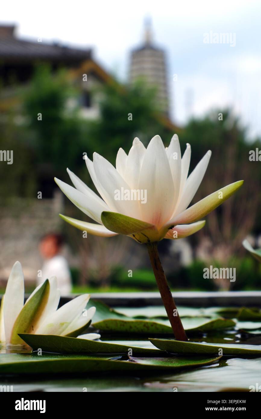 Lotus flowers bloom at Huilong Temple in Shenyang, northeast China's ...
