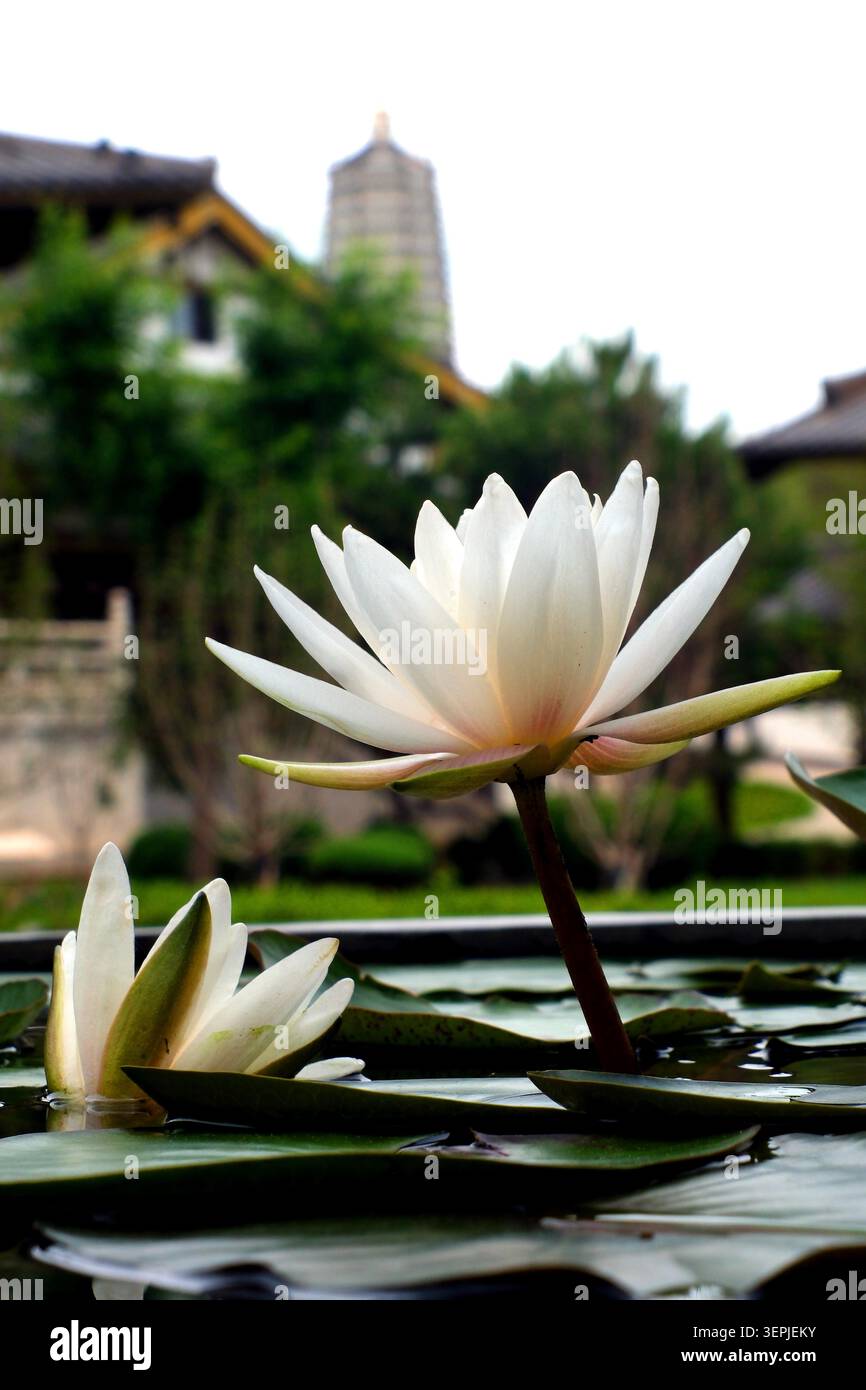 Lotus flowers bloom at Huilong Temple in Shenyang, northeast China's ...