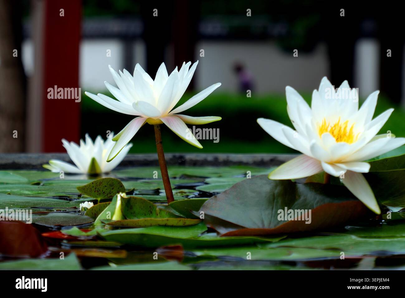 Lotus flowers bloom at Huilong Temple in Shenyang, northeast China's ...