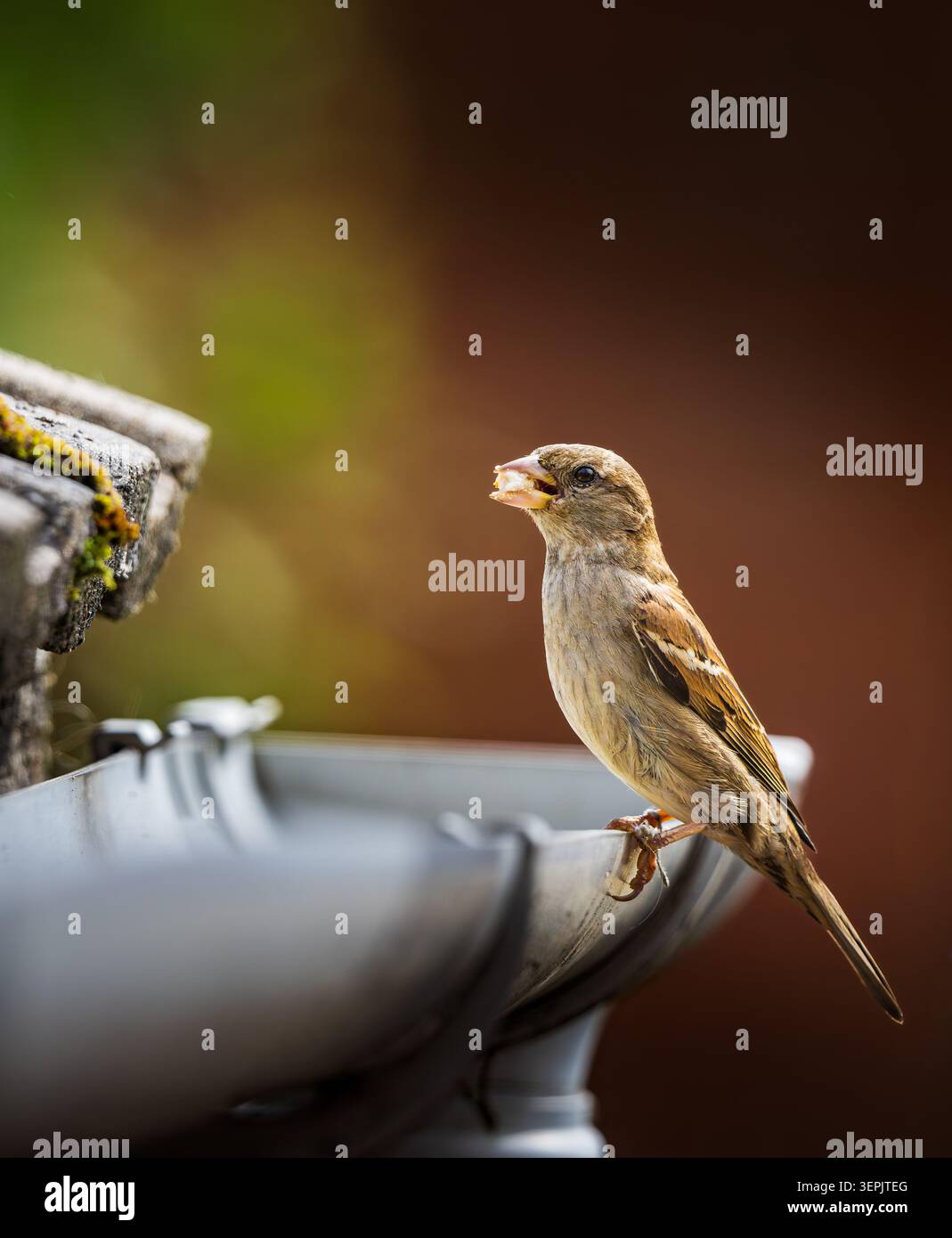House Sparrow on Gutter Friday - 12 June 2026 Stock Photo - Alamy