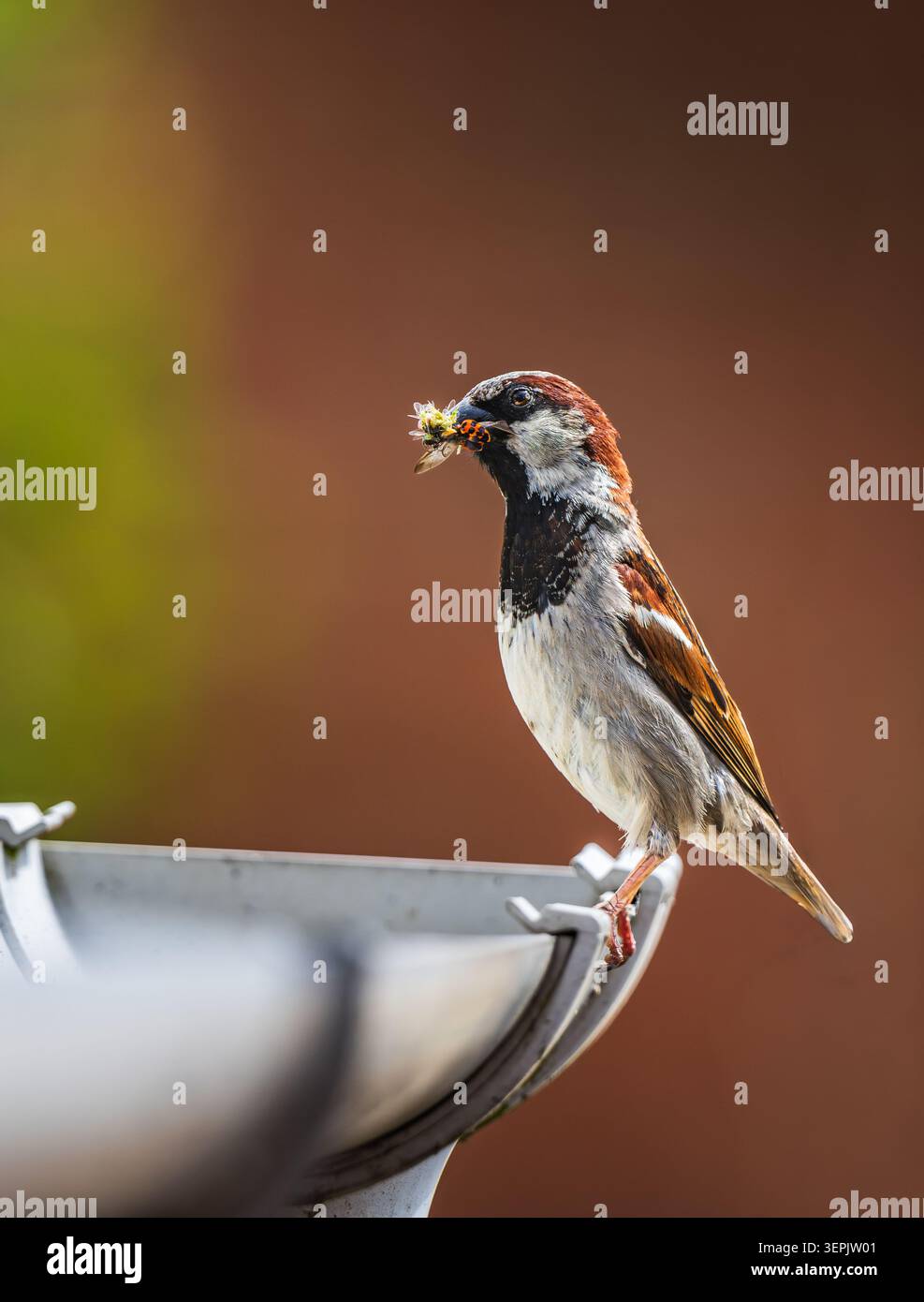 House Sparrow on Gutter Friday - 12 June 2026 Stock Photo - Alamy