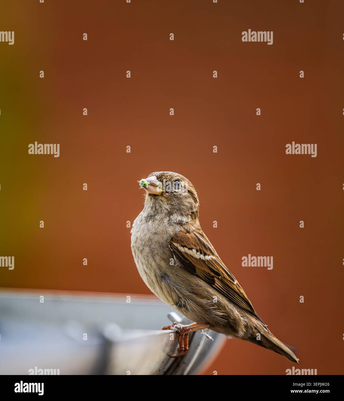 House Sparrow on Gutter Friday - 12 June 2026 Stock Photo - Alamy