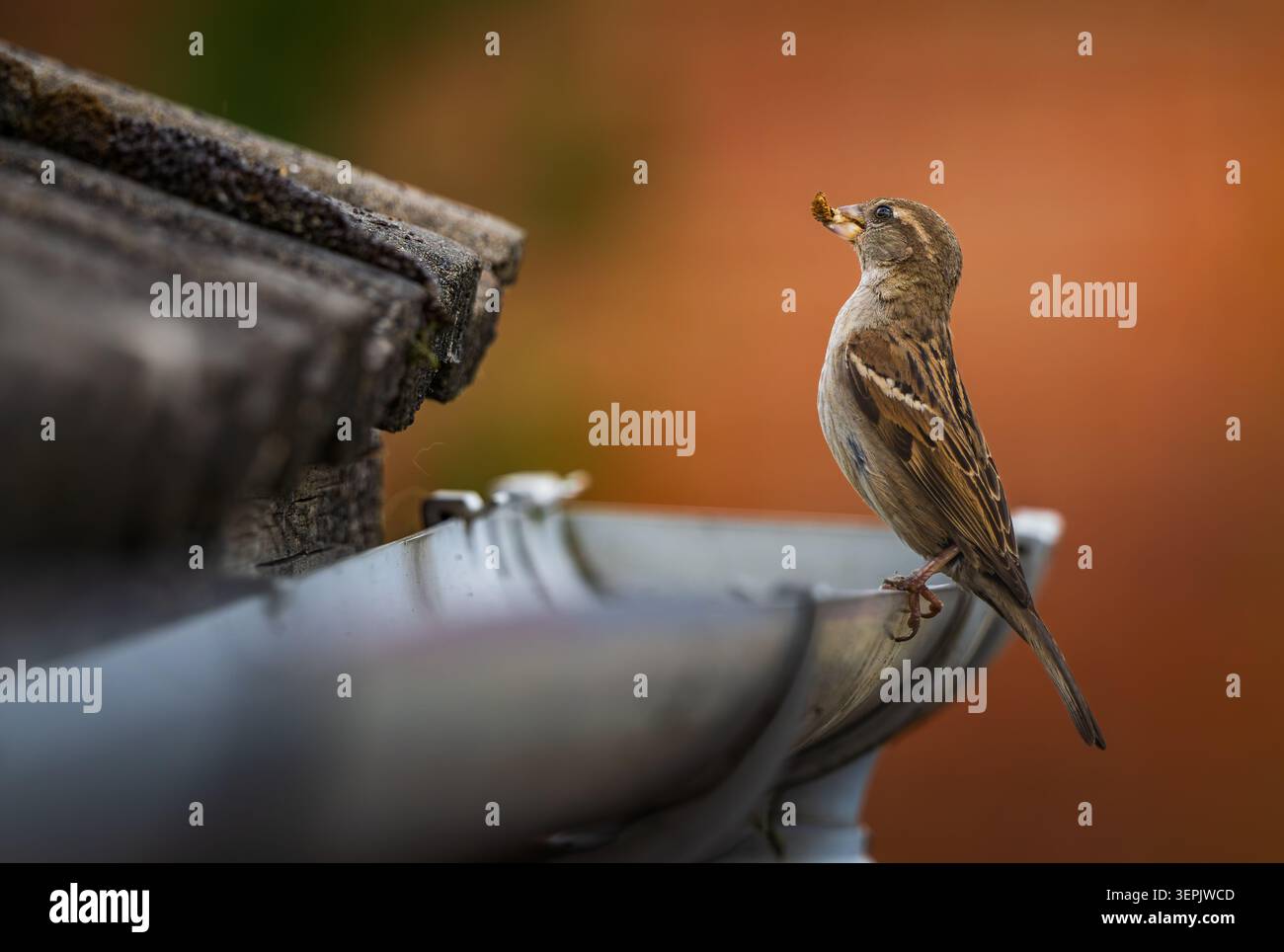 Female House Sparrow carrying insects in its beak while returning to ...