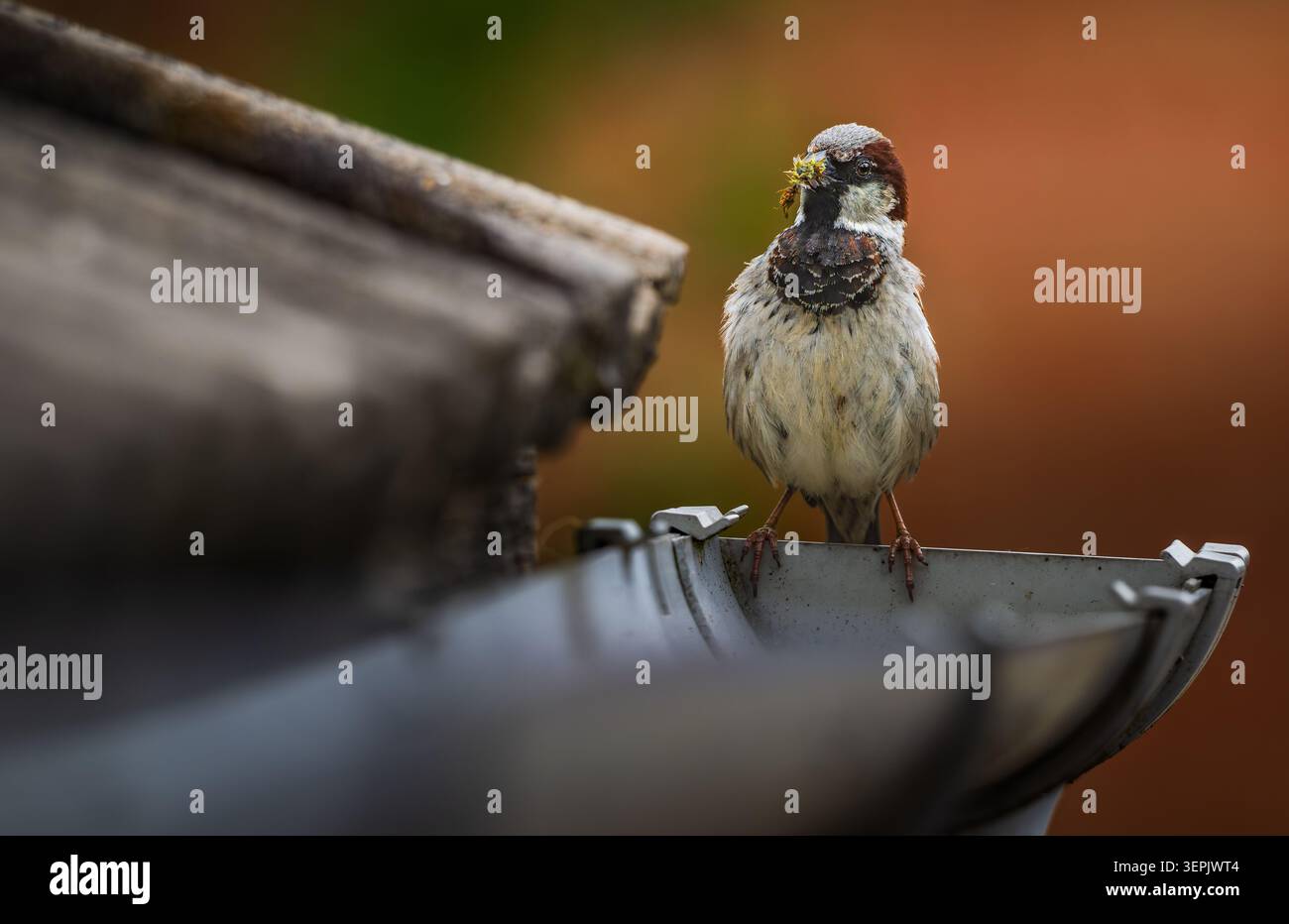 House Sparrow on Gutter Friday - 12 June 2026 Stock Photo - Alamy
