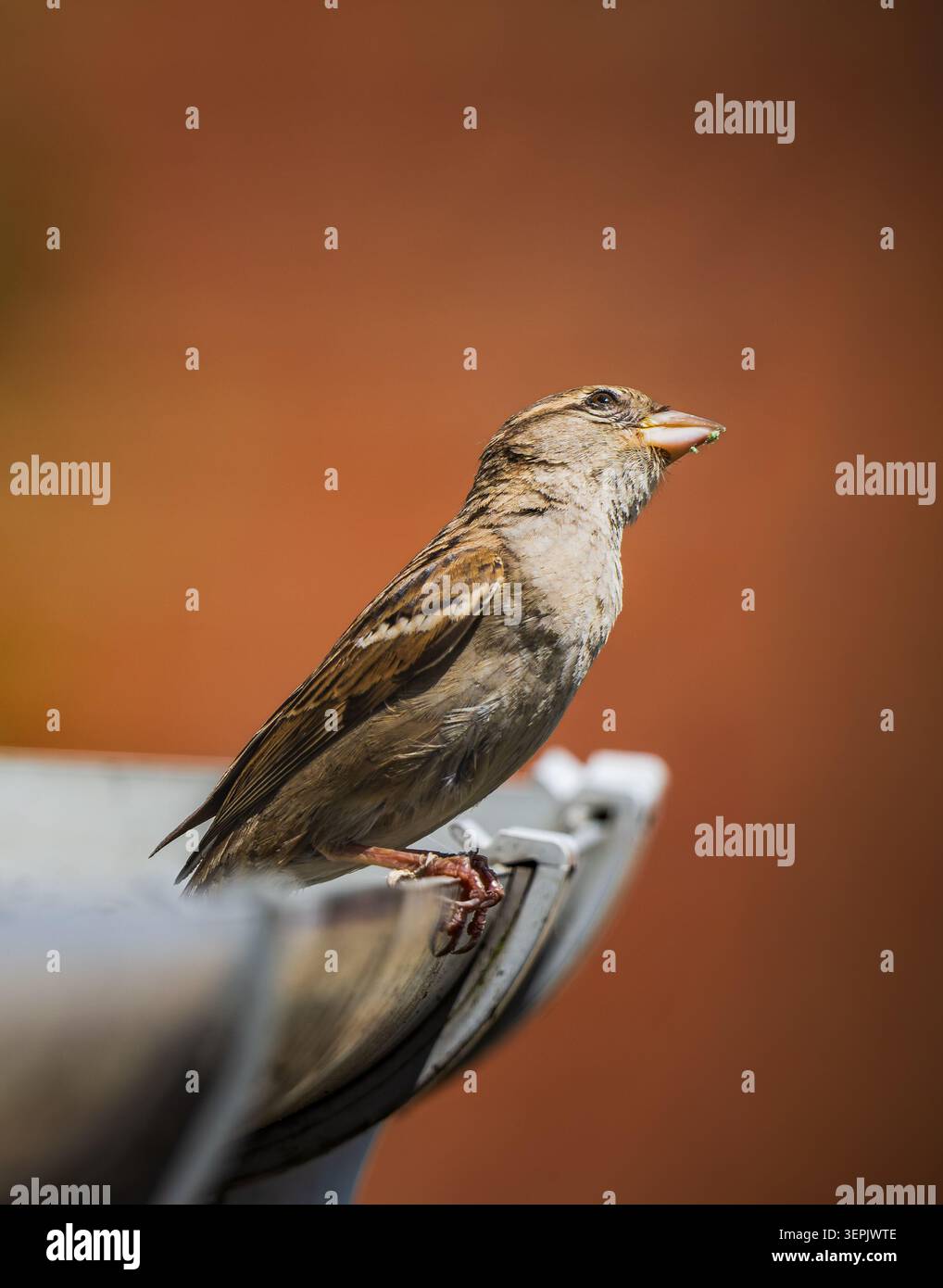 Female House Sparrow carrying insects in its beak while returning to ...