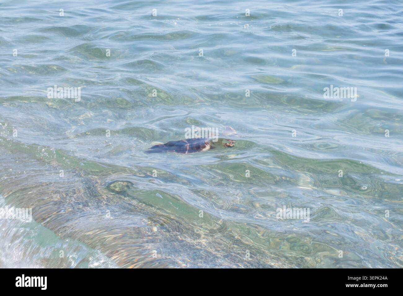 A loggerhead turtle on La Rumina beach in the town of Mojácar, Almería ...