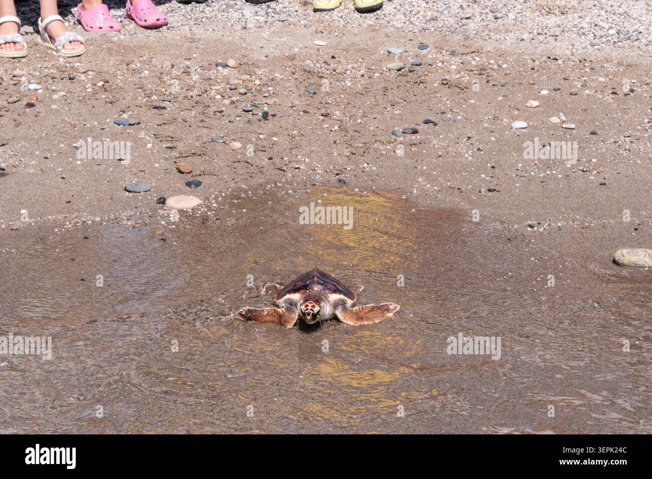 A loggerhead turtle on La Rumina beach in the town of Mojácar, Almería ...