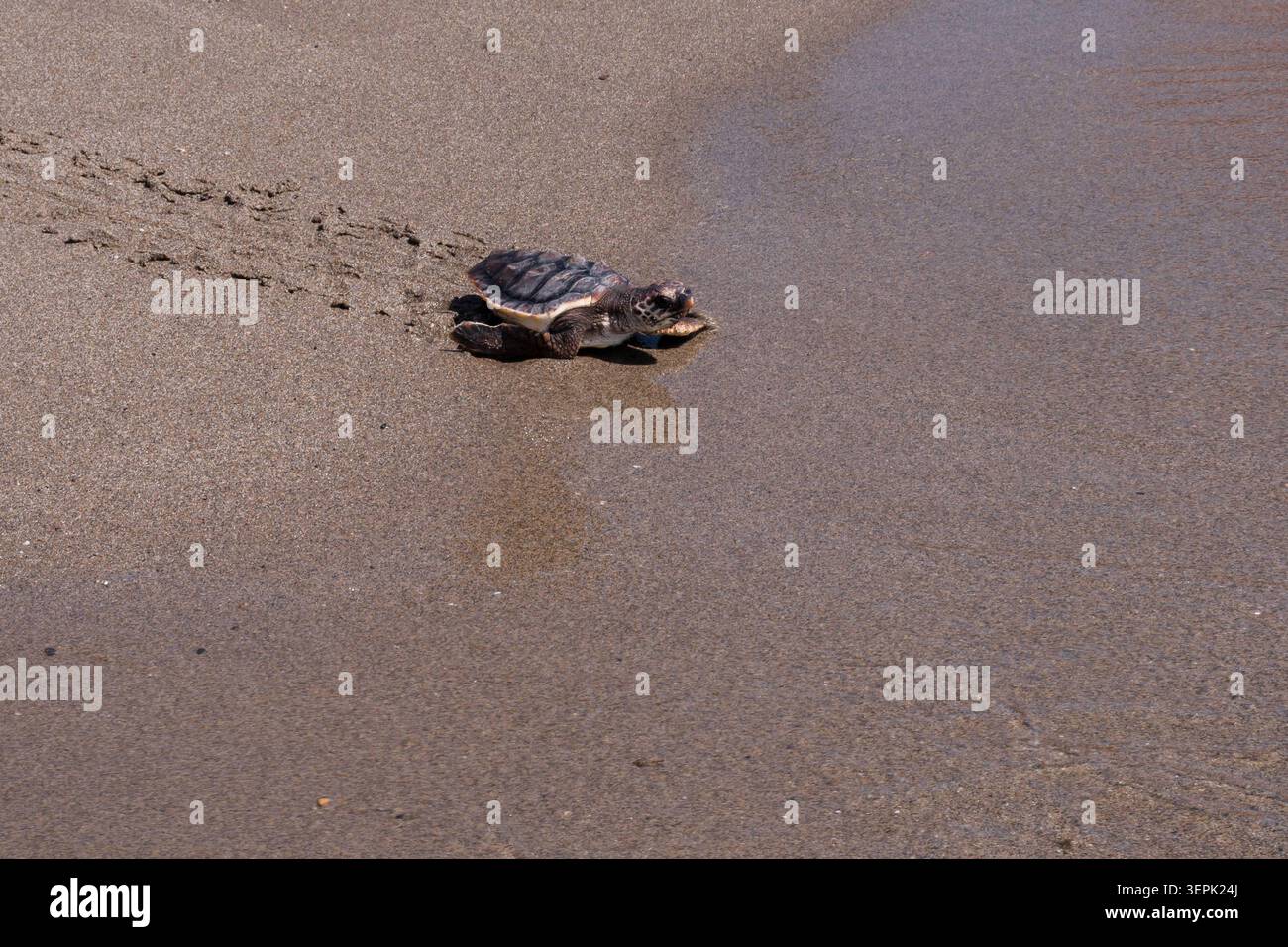 A loggerhead turtle on La Rumina beach in the town of Mojácar, Almería ...