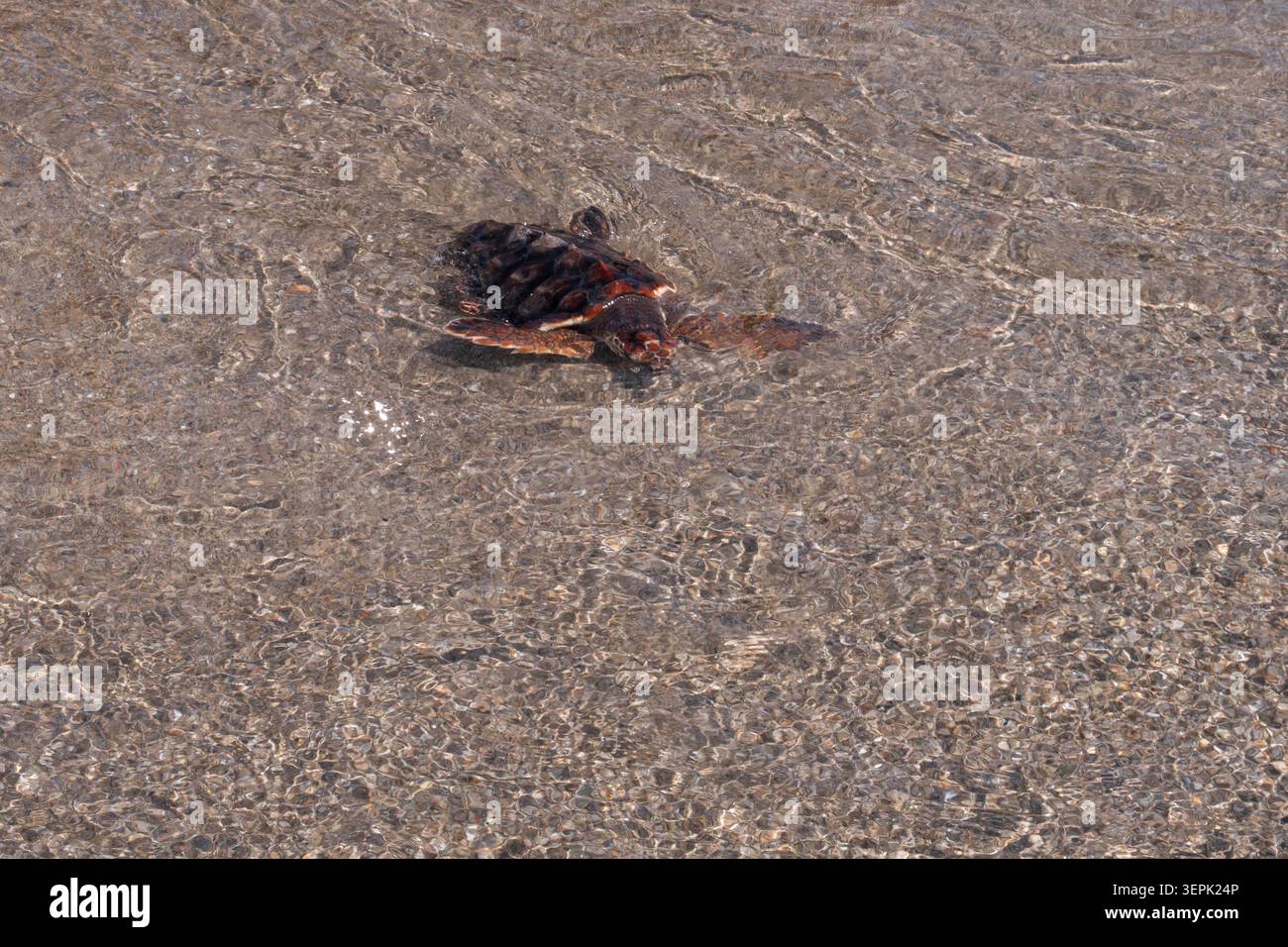 A loggerhead turtle on La Rumina beach in the town of Mojácar, Almería ...