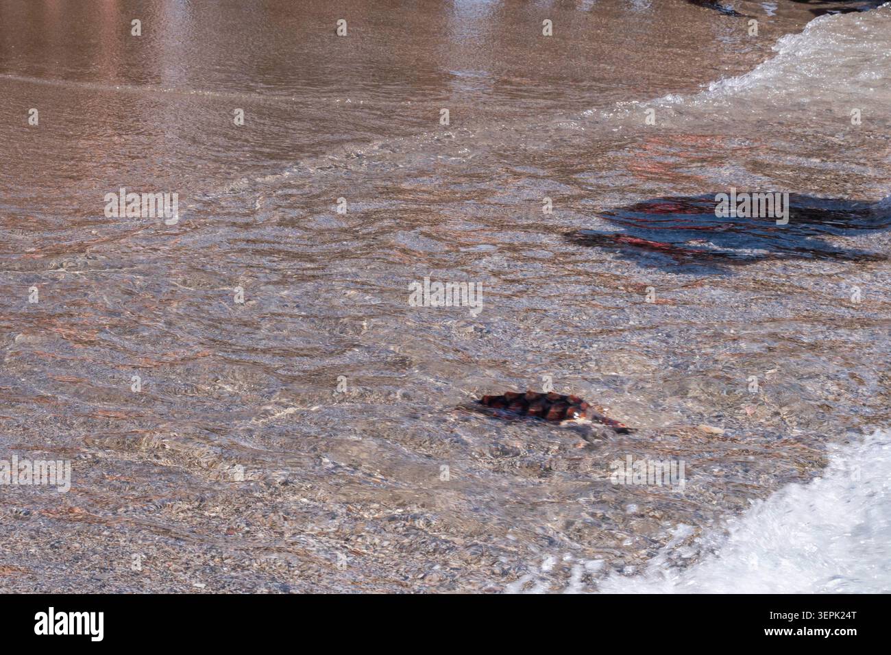 A loggerhead turtle on La Rumina beach in the town of Mojácar, Almería ...