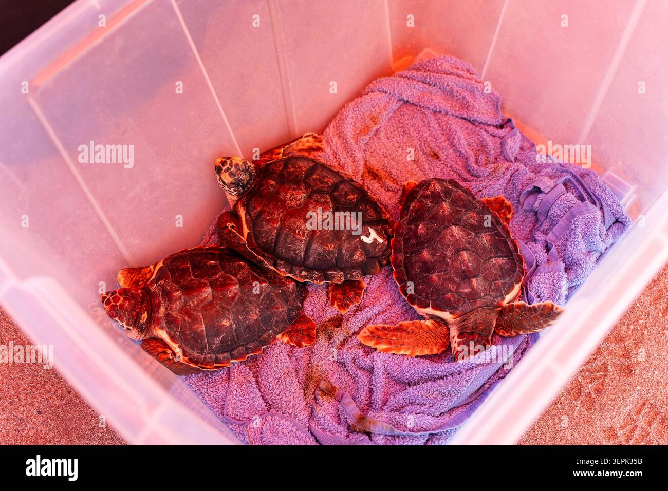 Loggerhead turtles ready to be released onto La Rumina beach in the ...