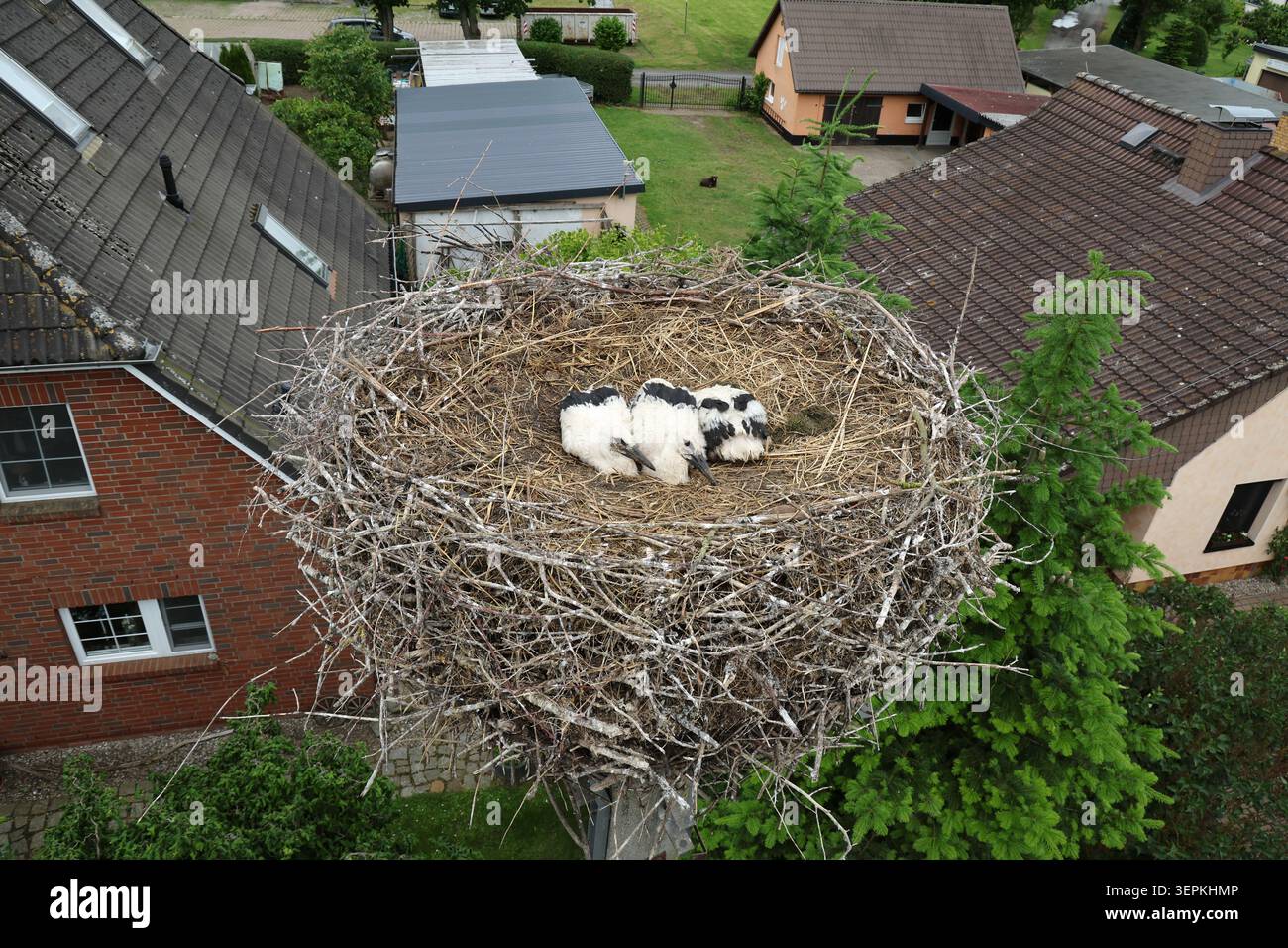 PRODUCTION - 15 June 2026, Mecklenburg-Western Pomerania, Ziesendorf ...