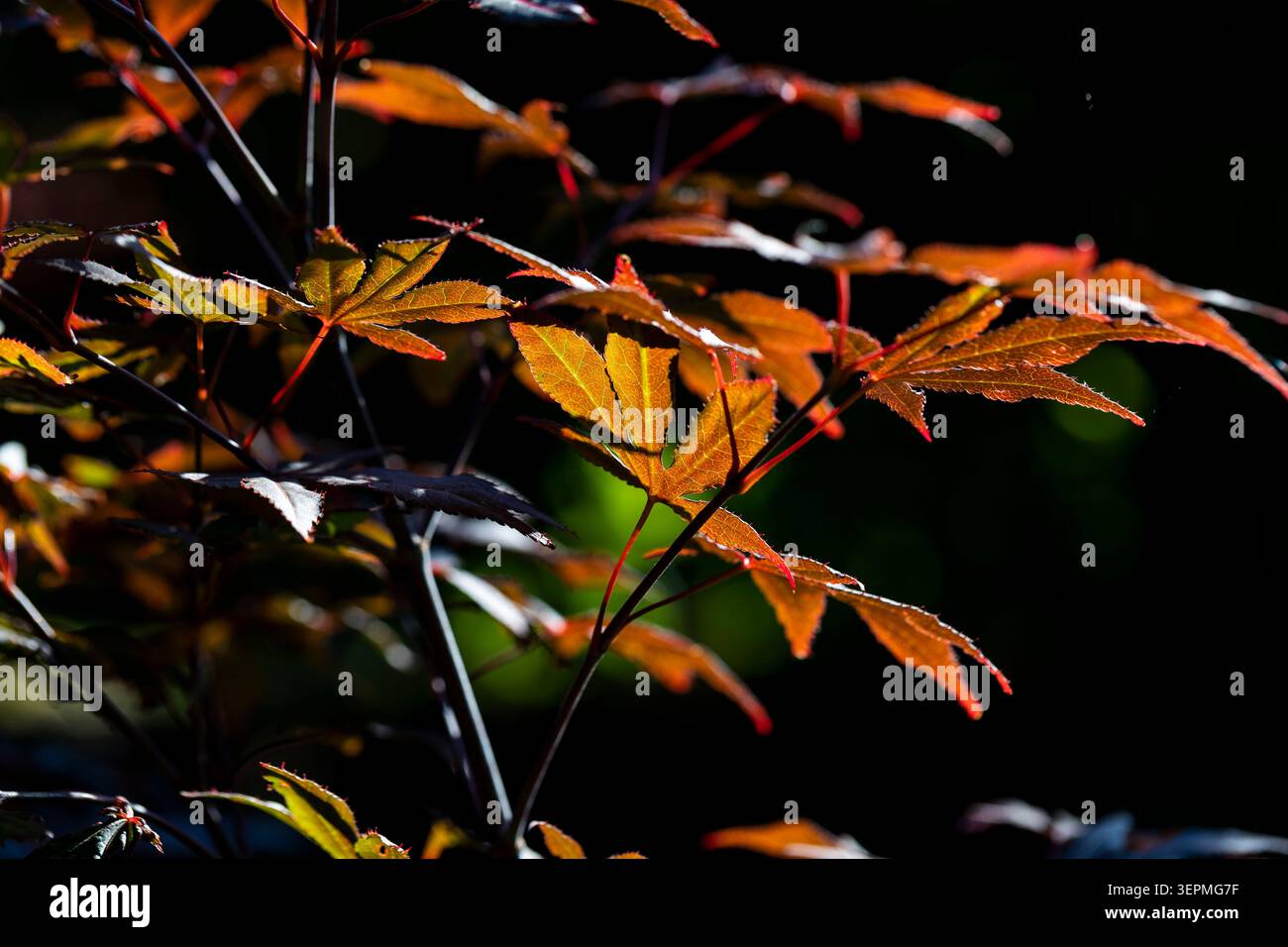 Wildlife friendly gardening Stock Photo - Alamy