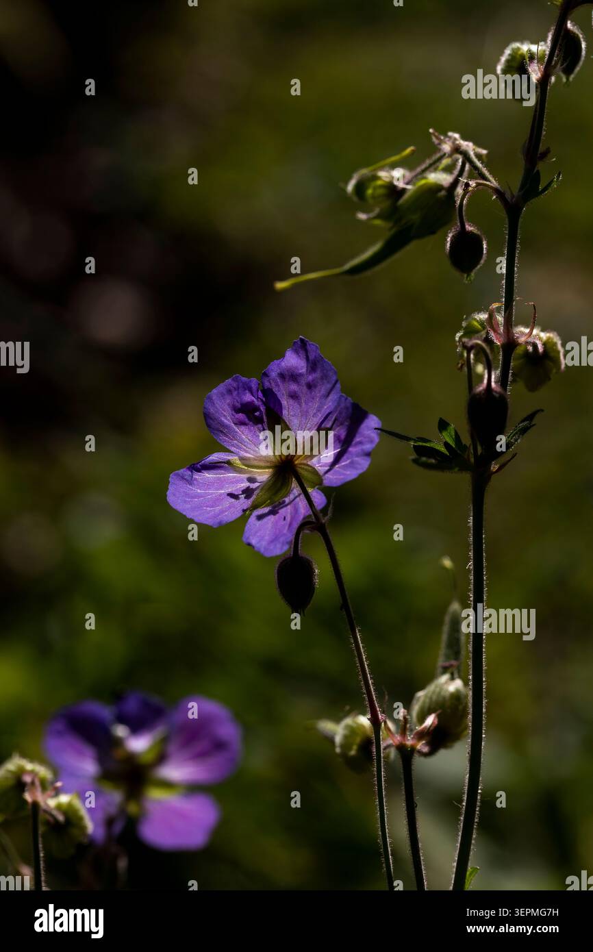 Wildlife friendly gardening Stock Photo - Alamy