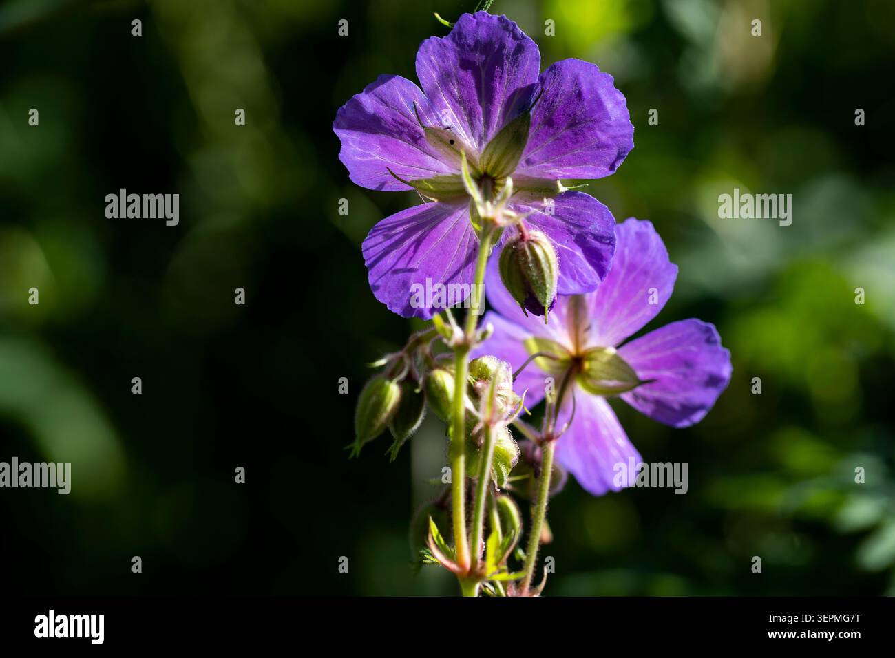 Wildlife friendly gardening Stock Photo - Alamy