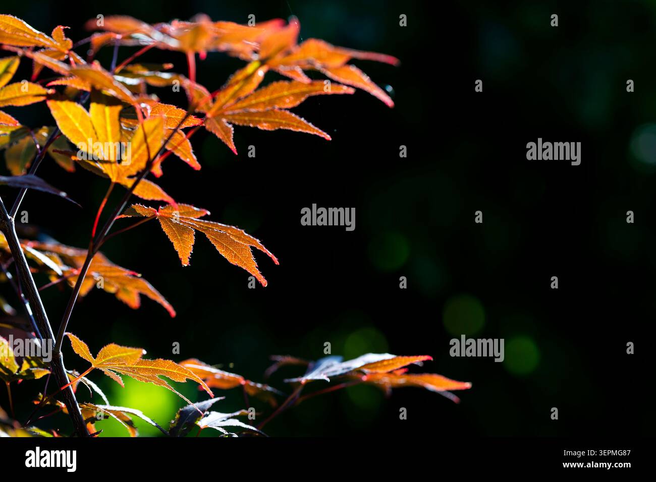 Wildlife friendly gardening Stock Photo - Alamy