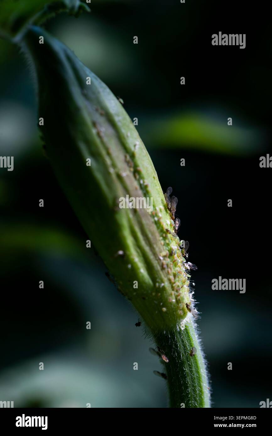 Wildlife friendly gardening Stock Photo - Alamy