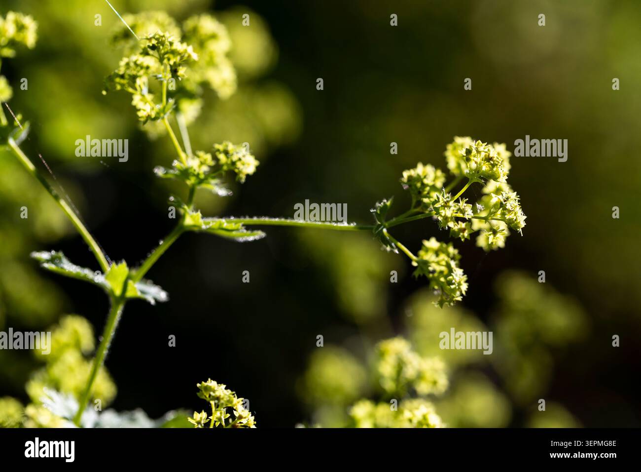 Wildlife friendly gardening Stock Photo - Alamy