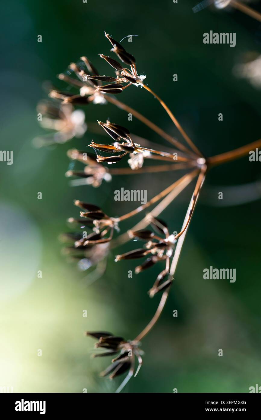Wildlife friendly gardening Stock Photo - Alamy