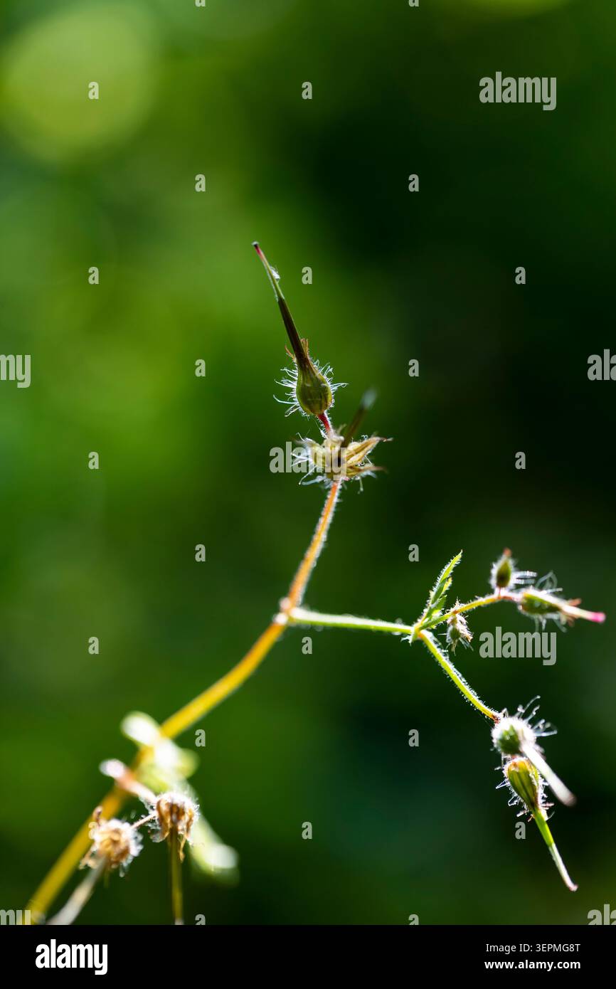 Wildlife friendly gardening Stock Photo - Alamy