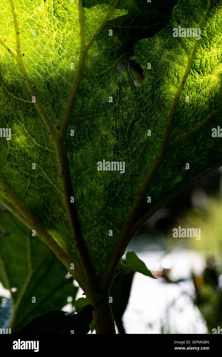 Wildlife friendly gardening Stock Photo - Alamy