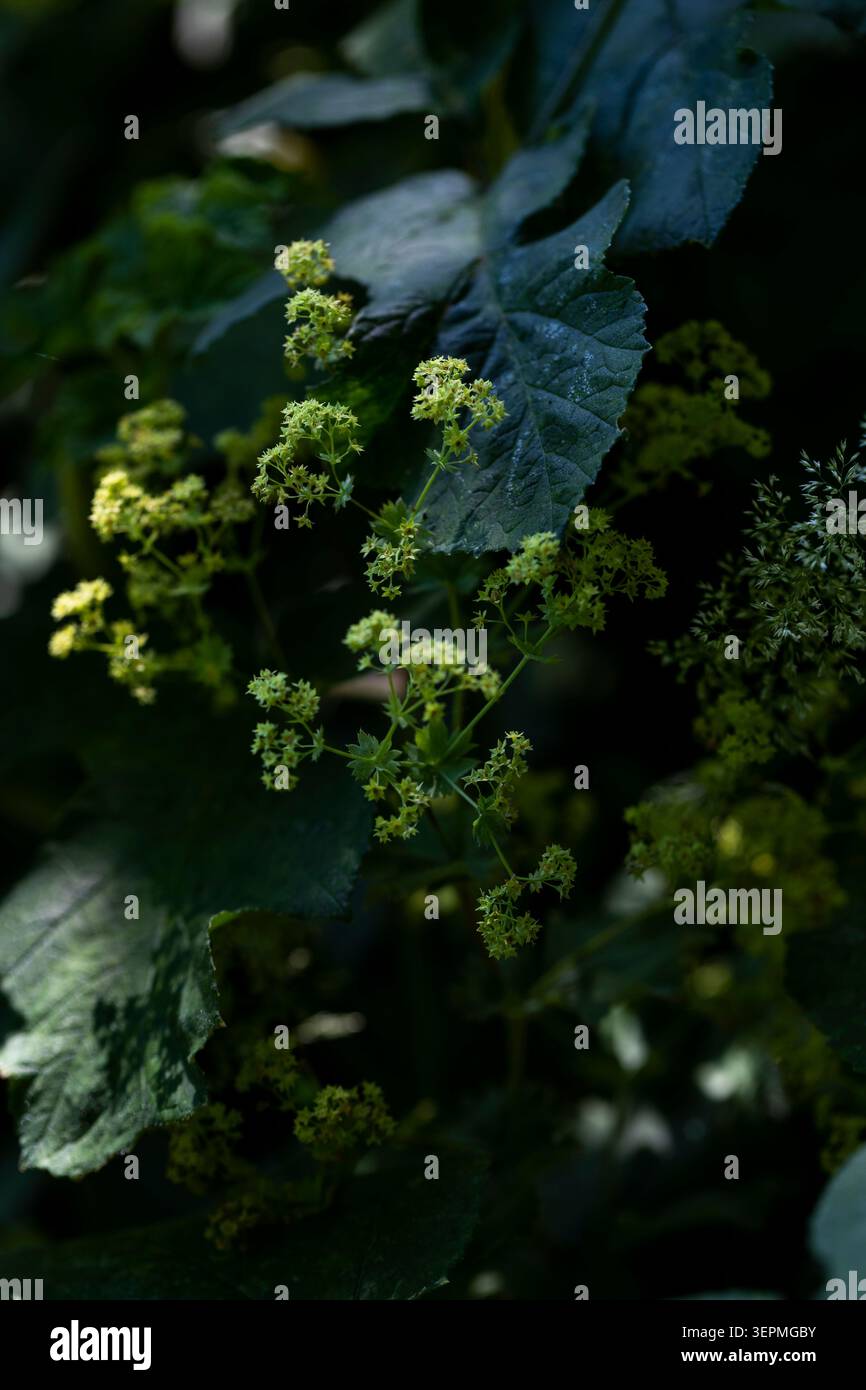 Wildlife friendly gardening Stock Photo - Alamy