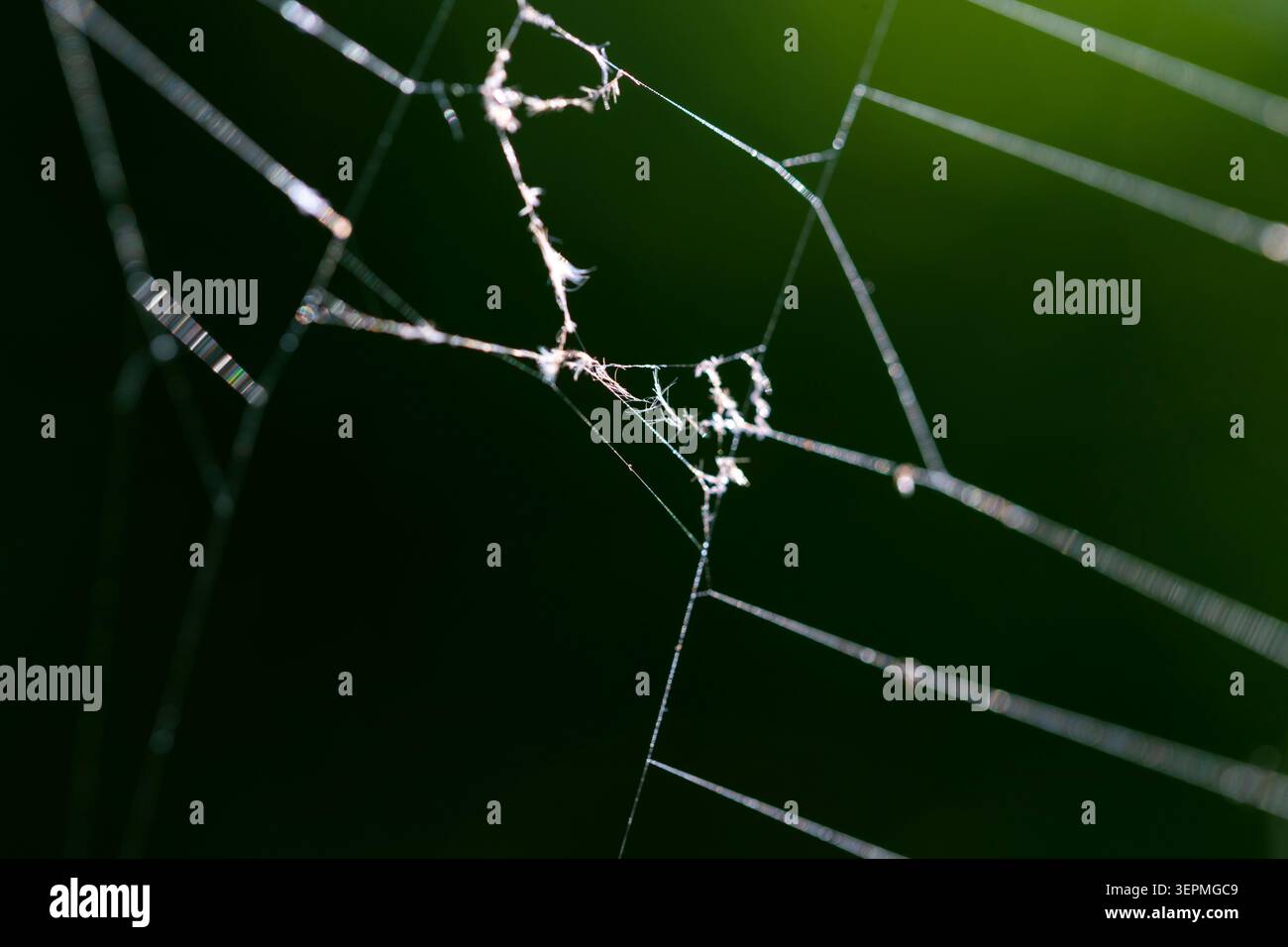 Wildlife friendly gardening Stock Photo - Alamy