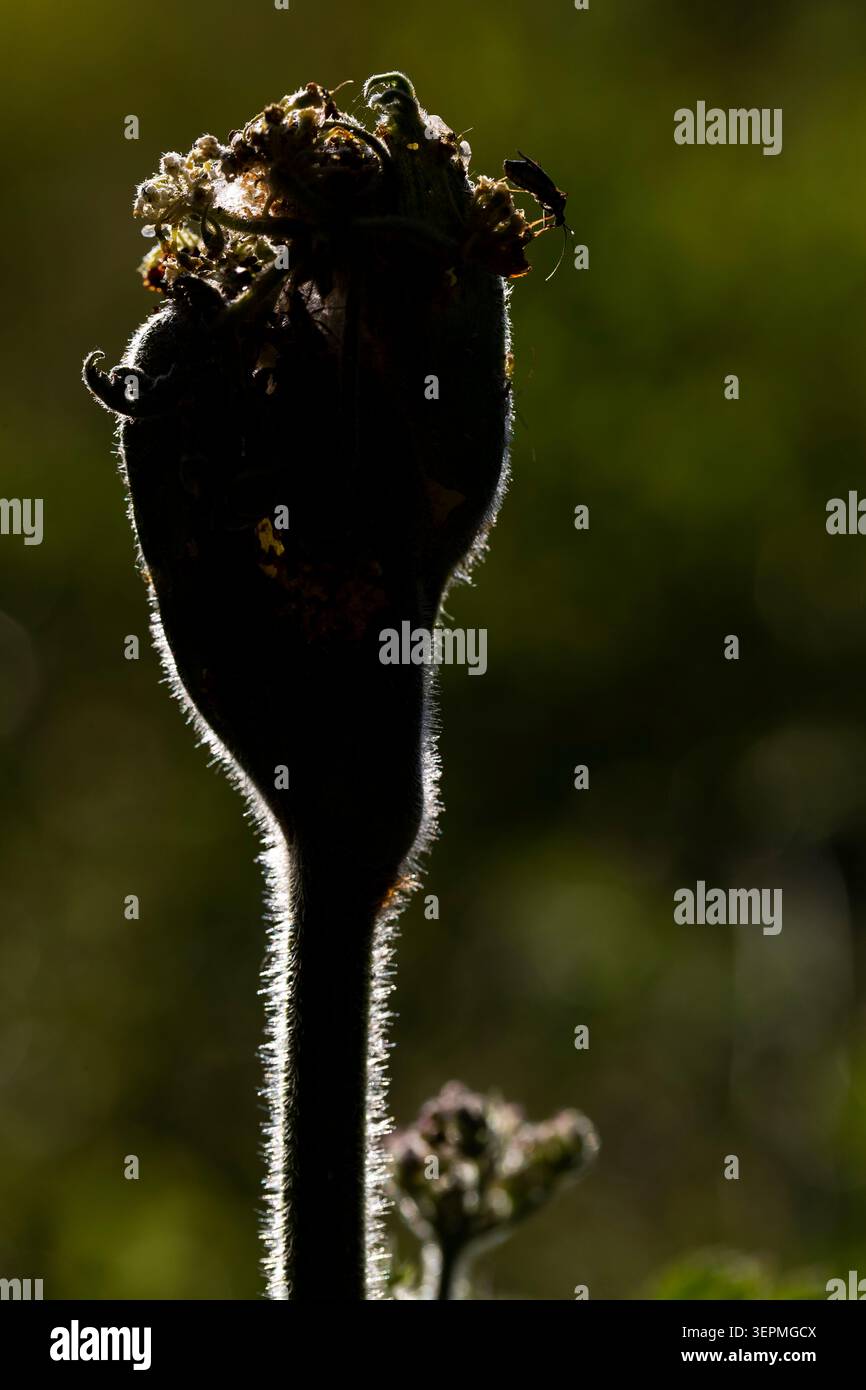 Wildlife friendly gardening Stock Photo - Alamy