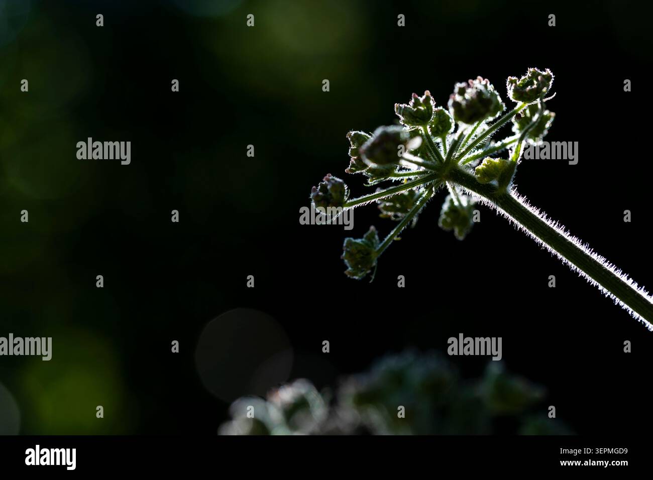 Wildlife friendly gardening Stock Photo - Alamy
