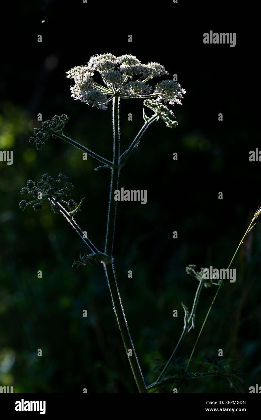 Wildlife friendly gardening Stock Photo - Alamy