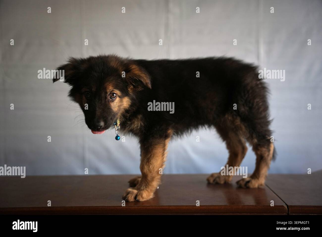 Simba, a dog being treated for gastroenteritis, stands inside a ...
