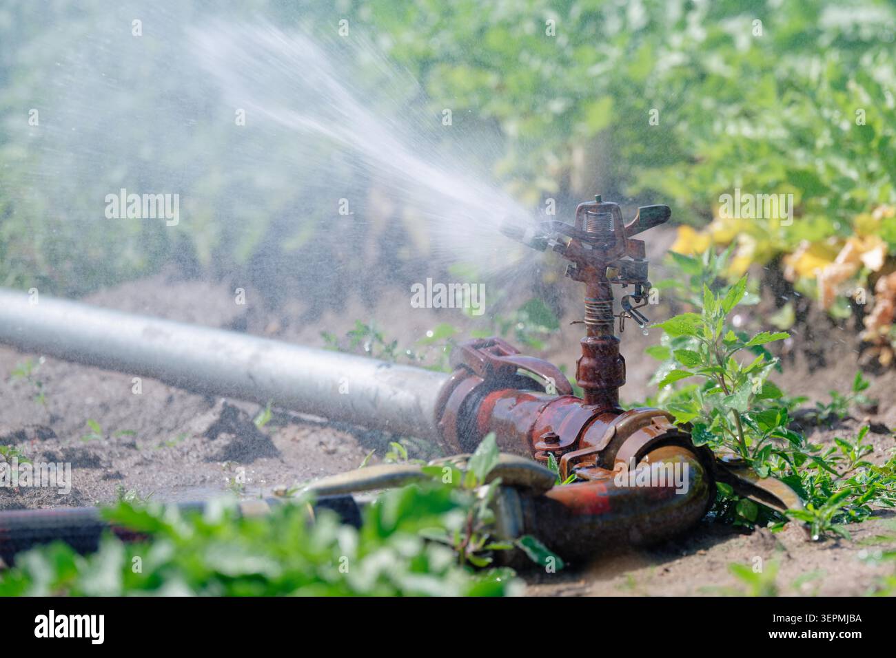 PRODUCTION - 15 June 2026, Rhineland-Palatinate, Otterstadt: A field is ...