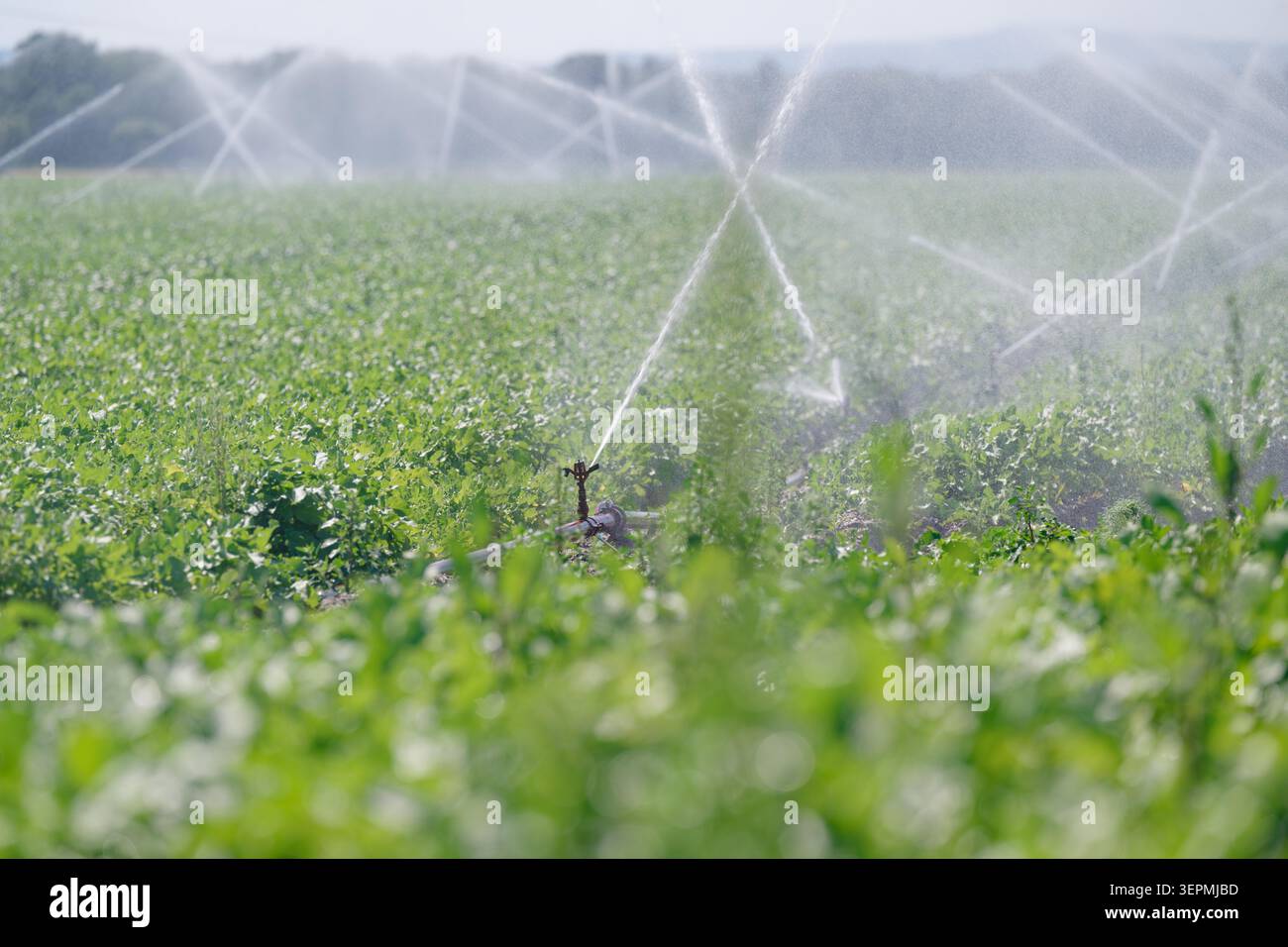 PRODUCTION - 15 June 2026, Rhineland-Palatinate, Otterstadt: A field is ...