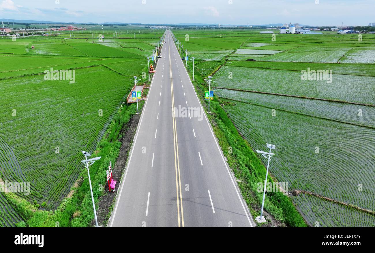 Farmers conduct summer management in vast rice fields in Harbin ...
