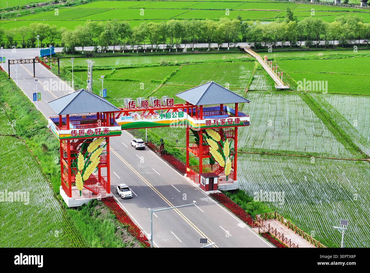 Farmers conduct summer management in vast rice fields in Harbin ...