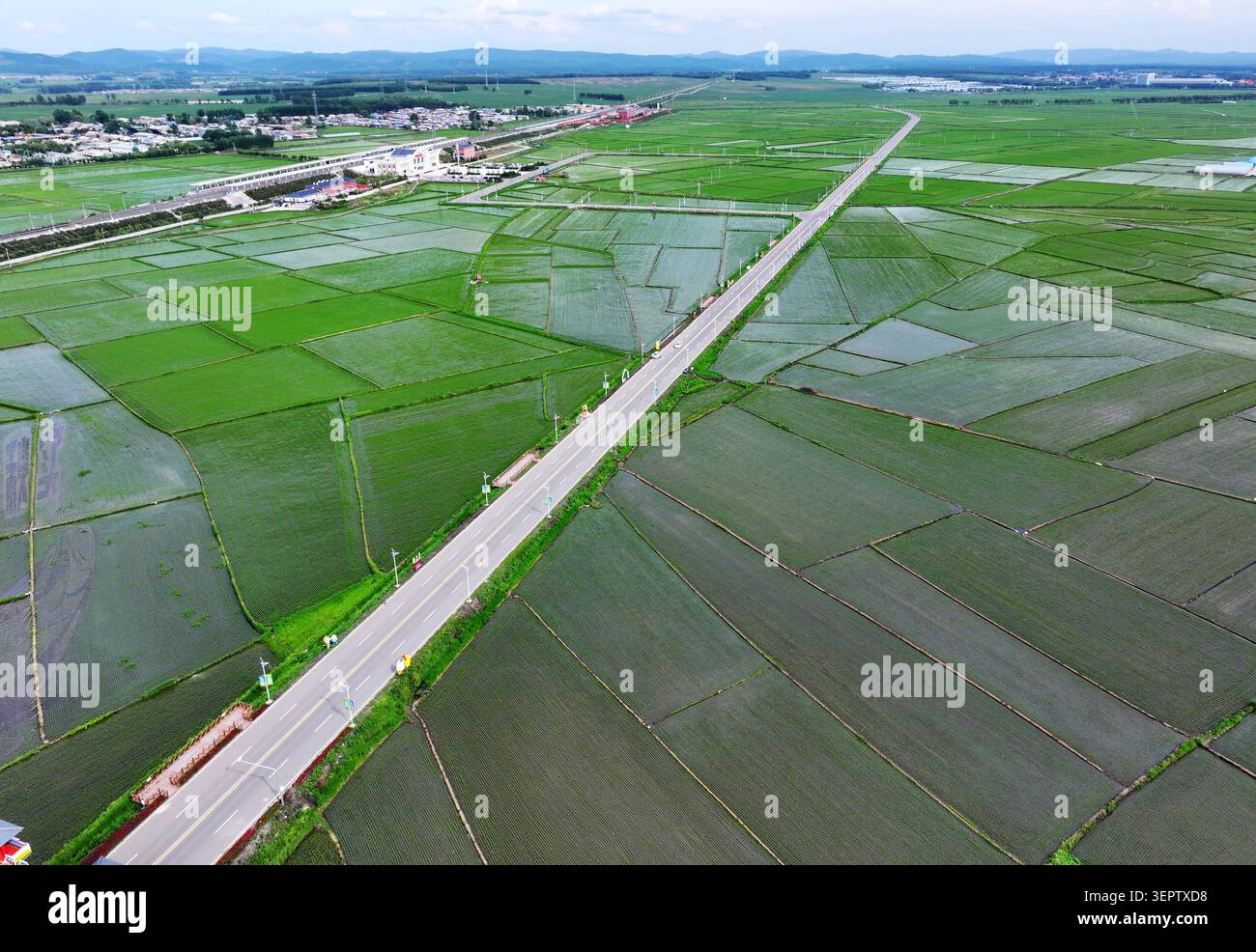 Farmers conduct summer management in vast rice fields in Harbin ...