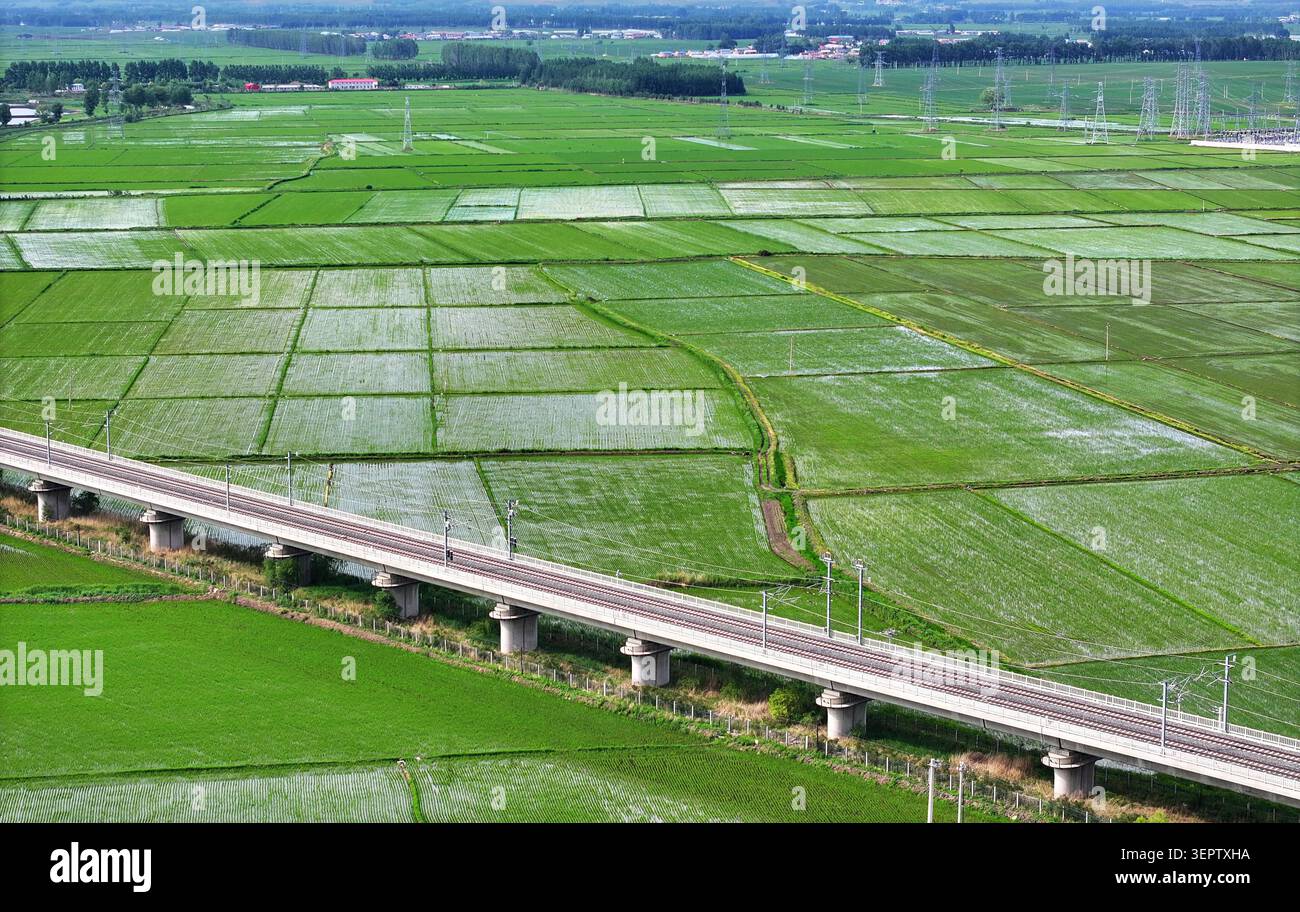 Farmers conduct summer management in vast rice fields in Harbin ...