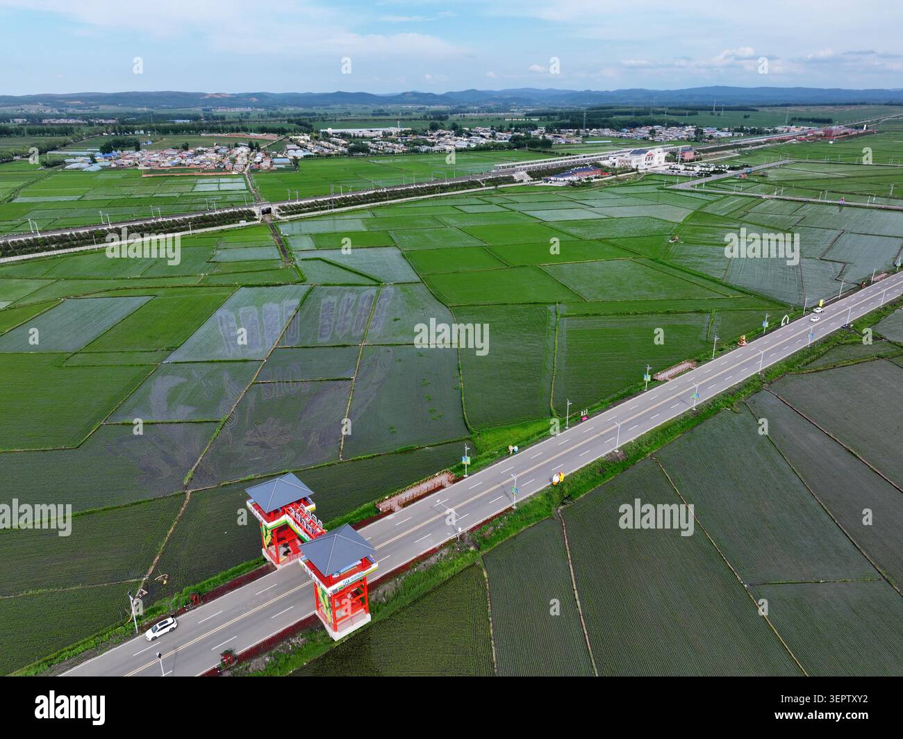 Farmers conduct summer management in vast rice fields in Harbin ...