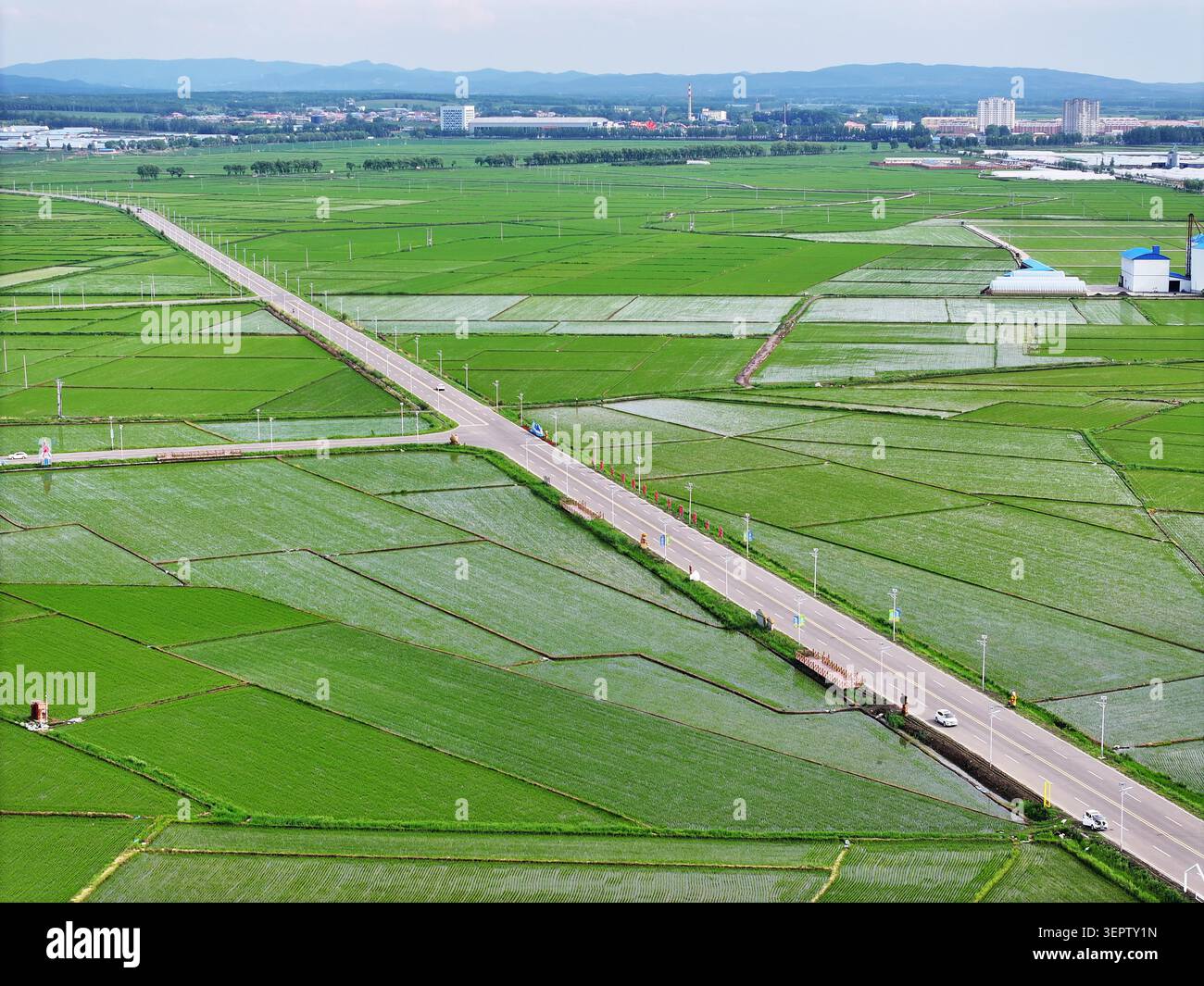 Farmers conduct summer management in vast rice fields in Harbin ...