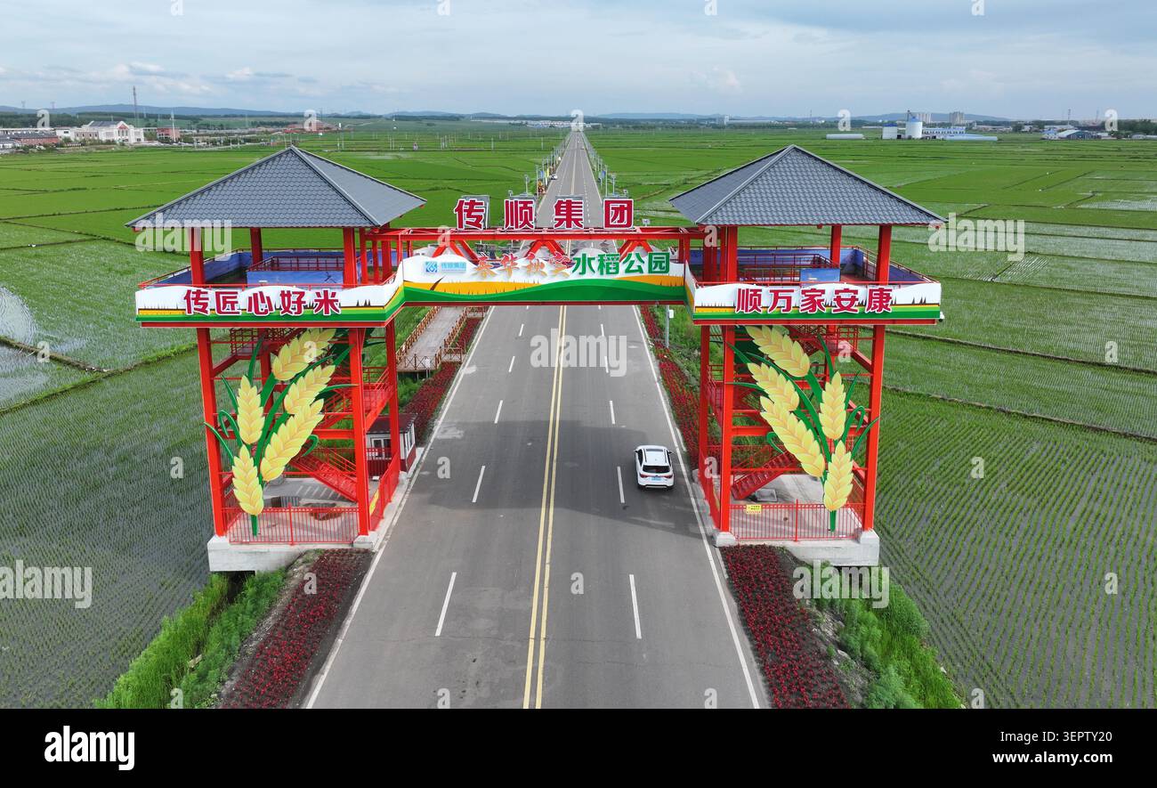 Farmers conduct summer management in vast rice fields in Harbin ...