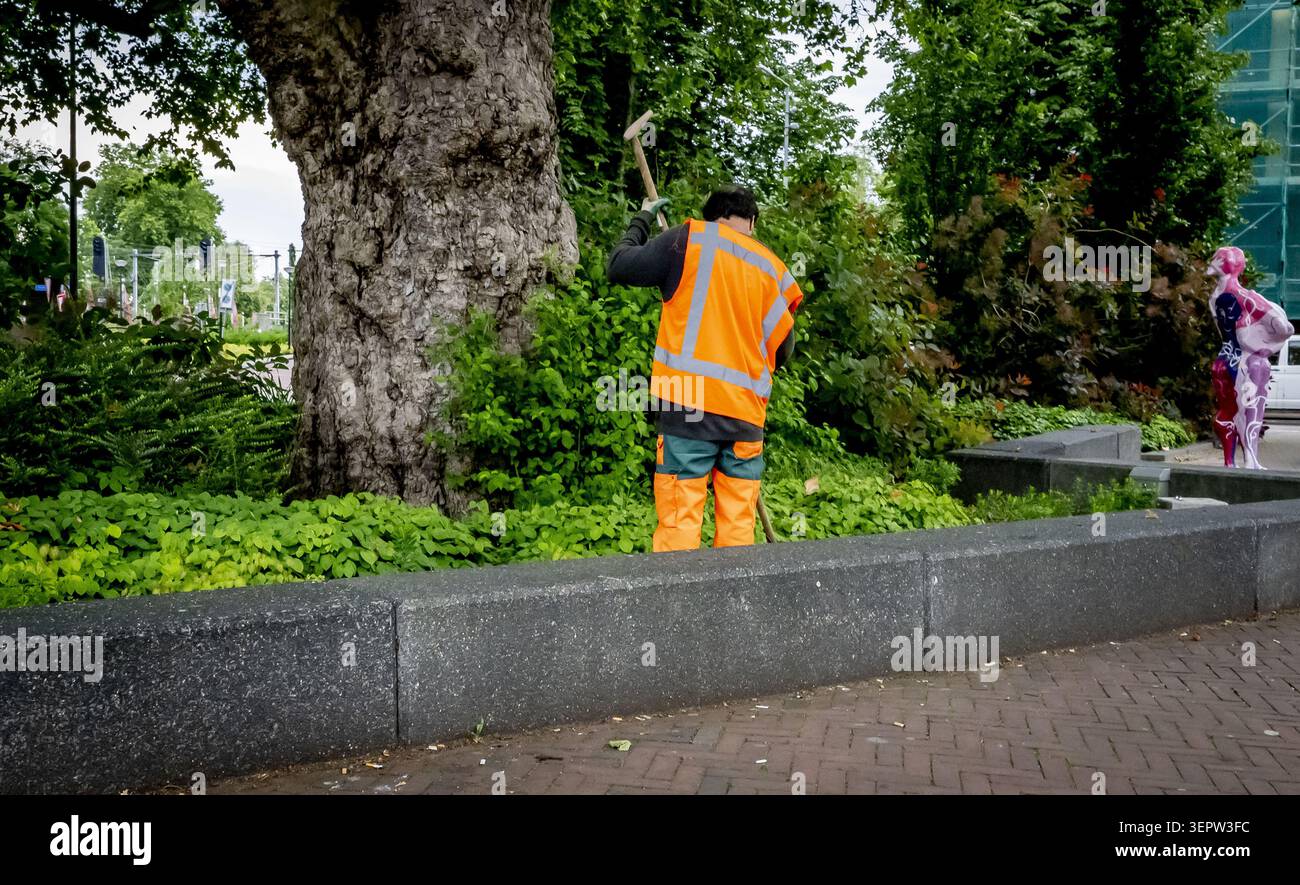 GOUDA - A municipal employee is tending a public garden ROBIN UTRECHT ...