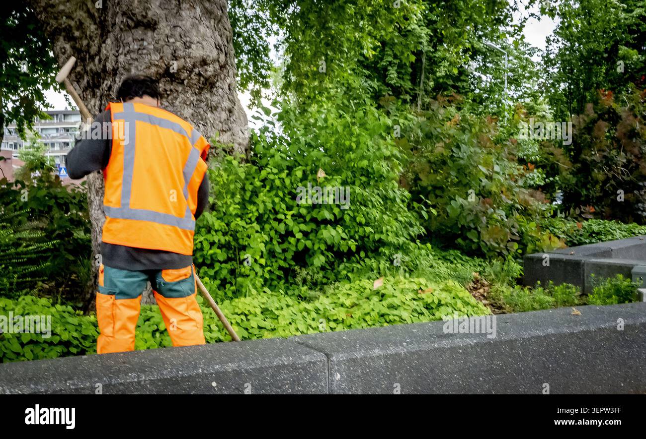 GOUDA - A municipal employee is tending a public garden ROBIN UTRECHT ...