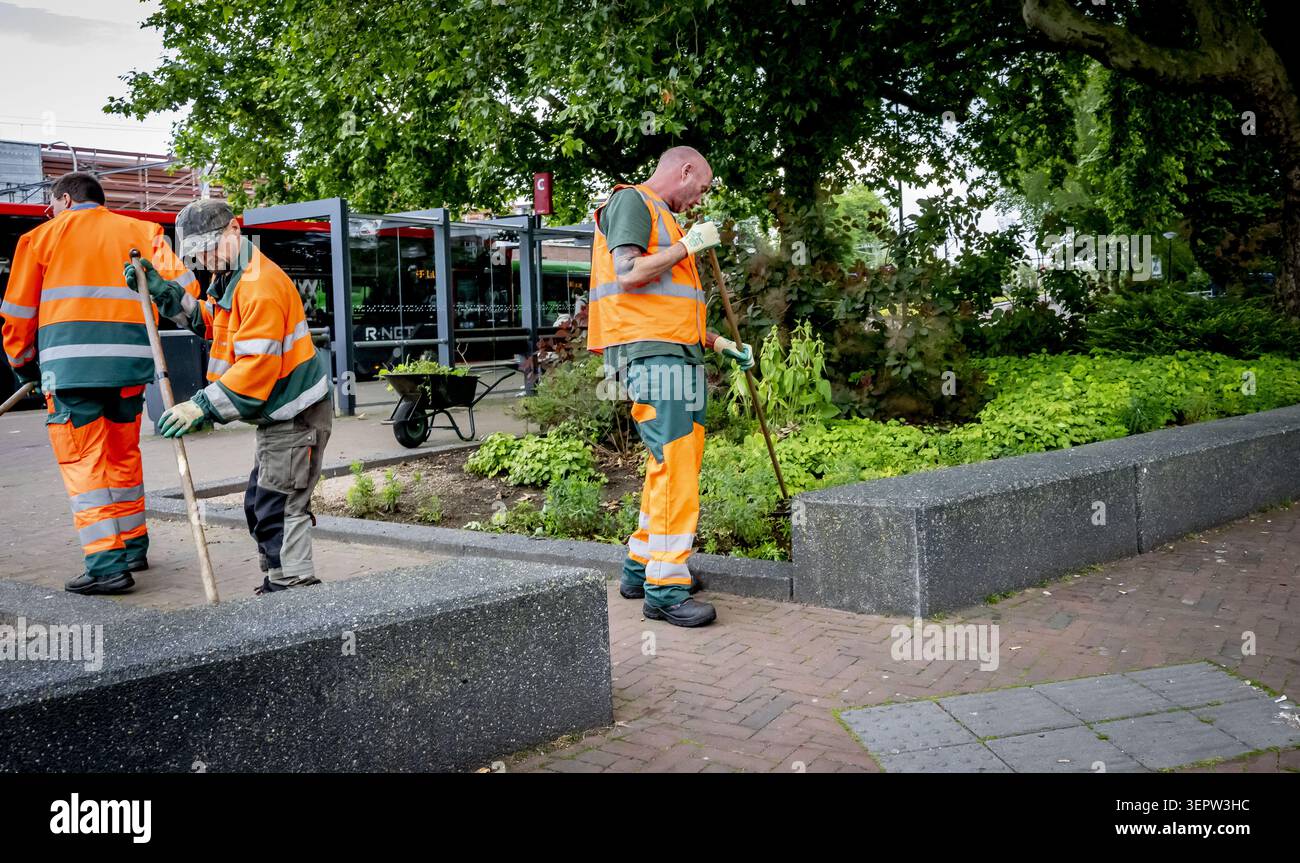 GOUDA - A municipal employee is tending a public garden ROBIN UTRECHT ...