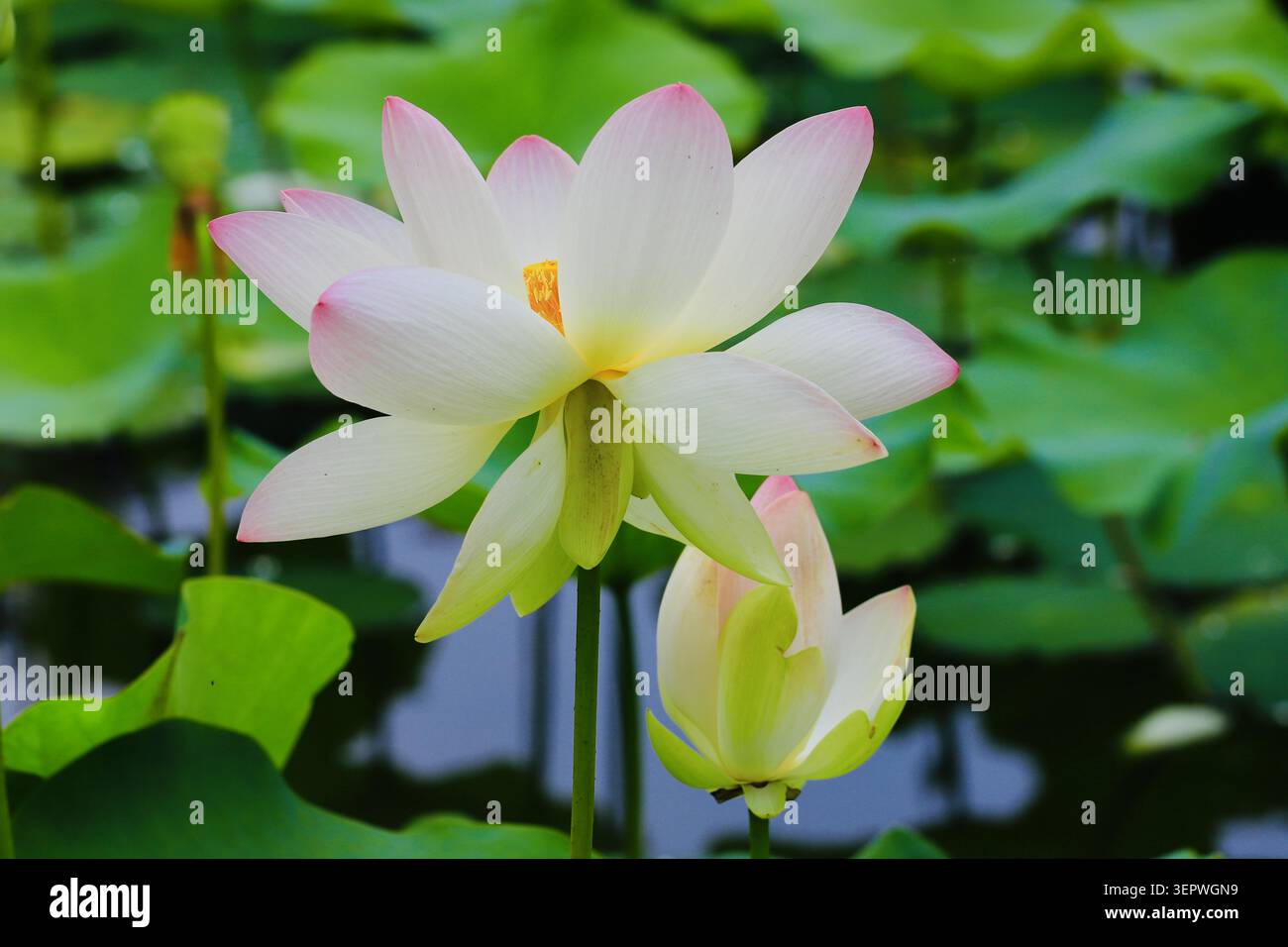 Lotus flowers bloom at Beijing's Lianhuachi Park as summer rain ...