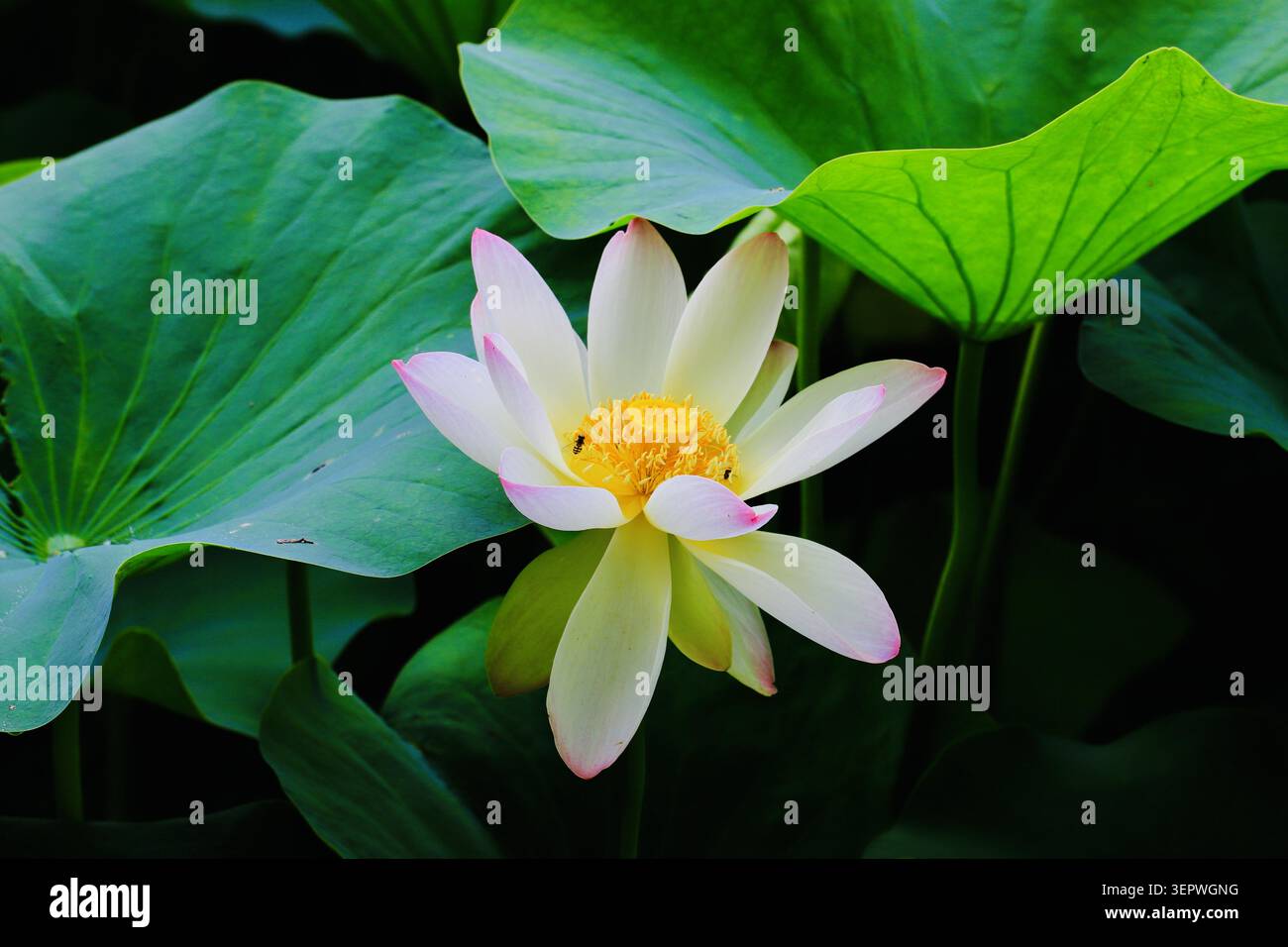 Lotus flowers bloom at Beijing's Lianhuachi Park as summer rain ...