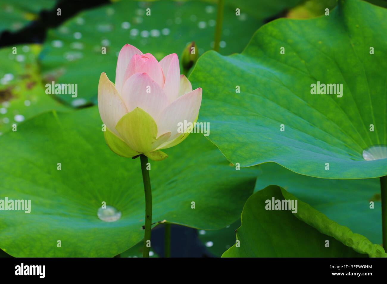 Lotus flowers bloom at Beijing's Lianhuachi Park as summer rain ...